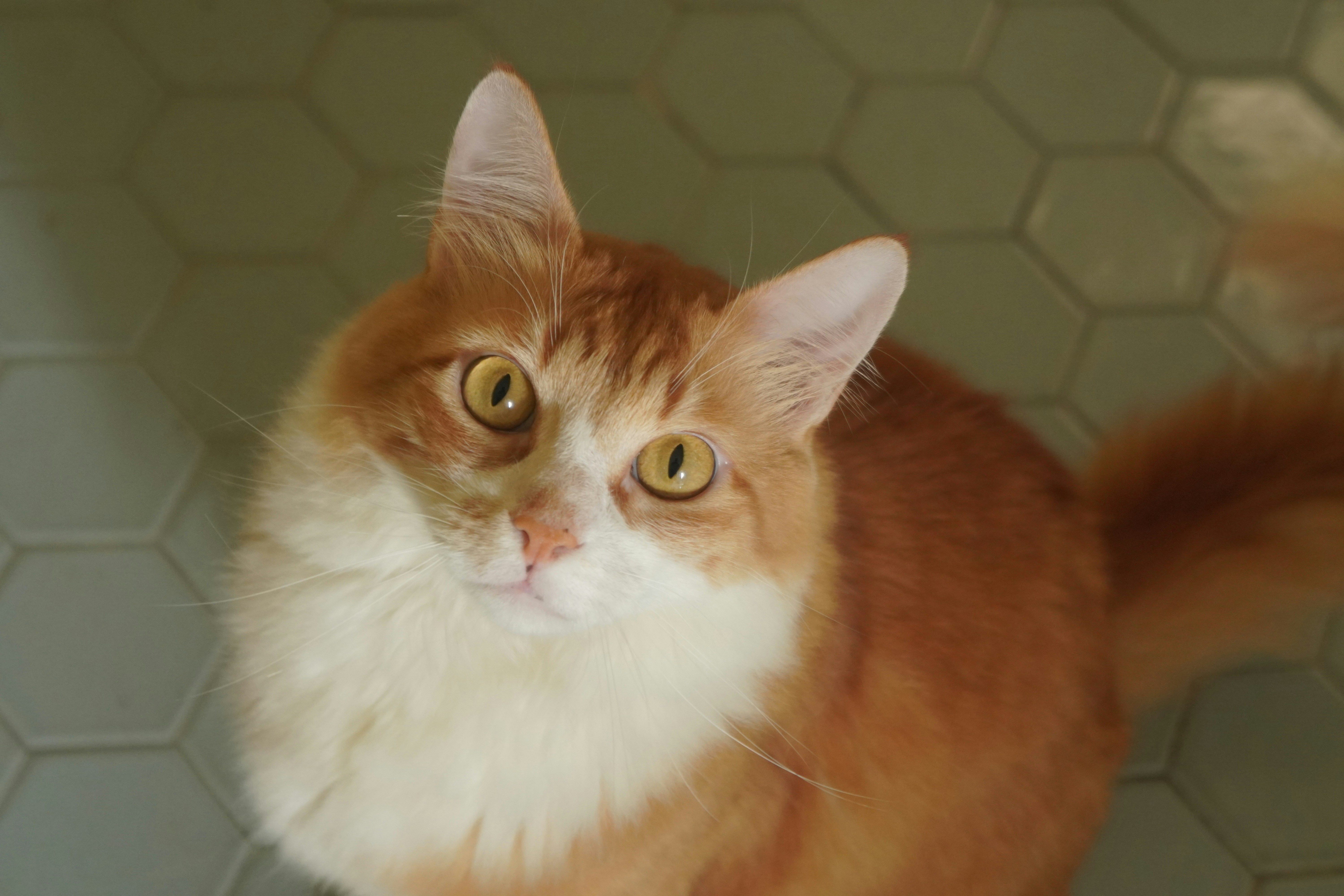 An orange and white cat with yellow eyes looks up.