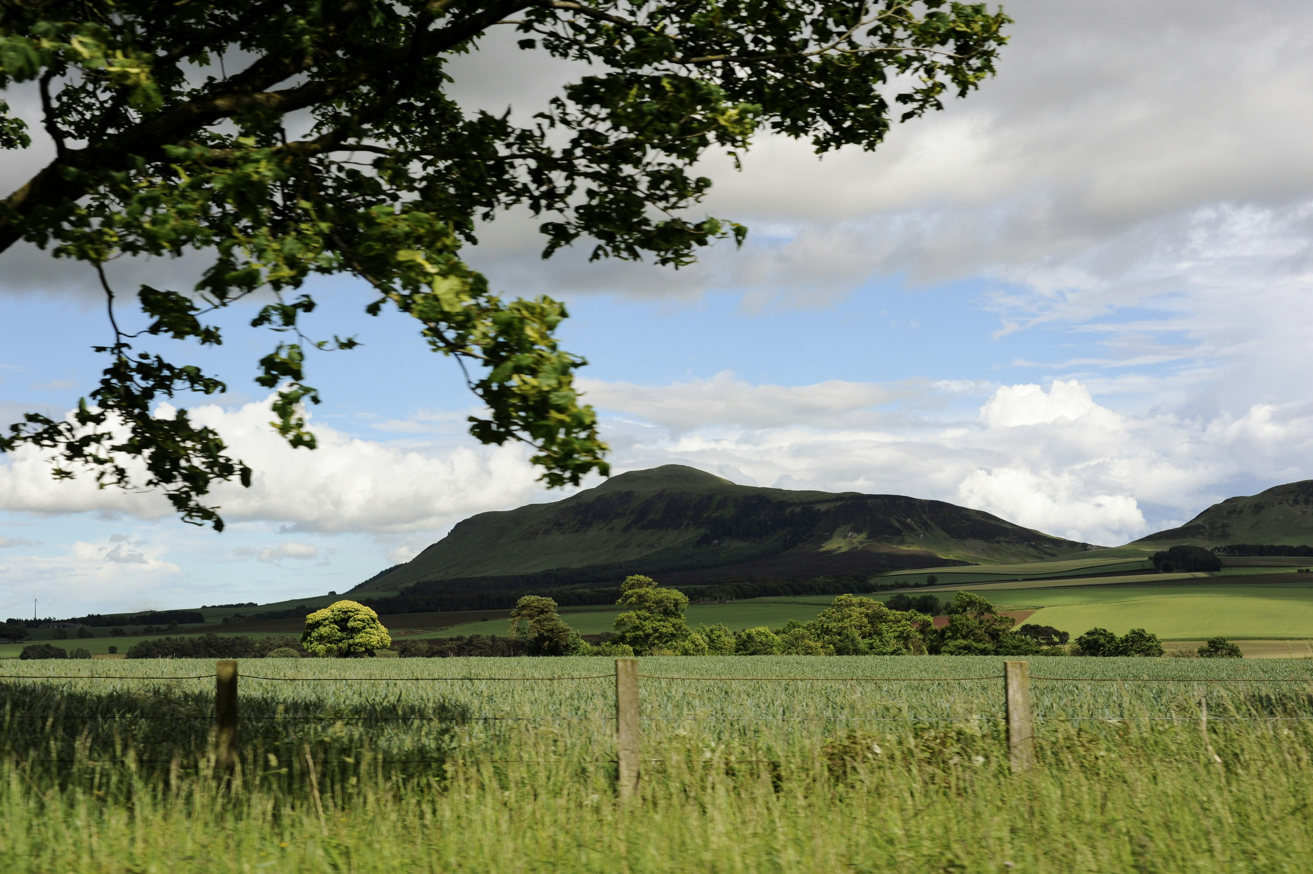 Pastoral Crest: A Lone Hill Framed by Branches and Fence