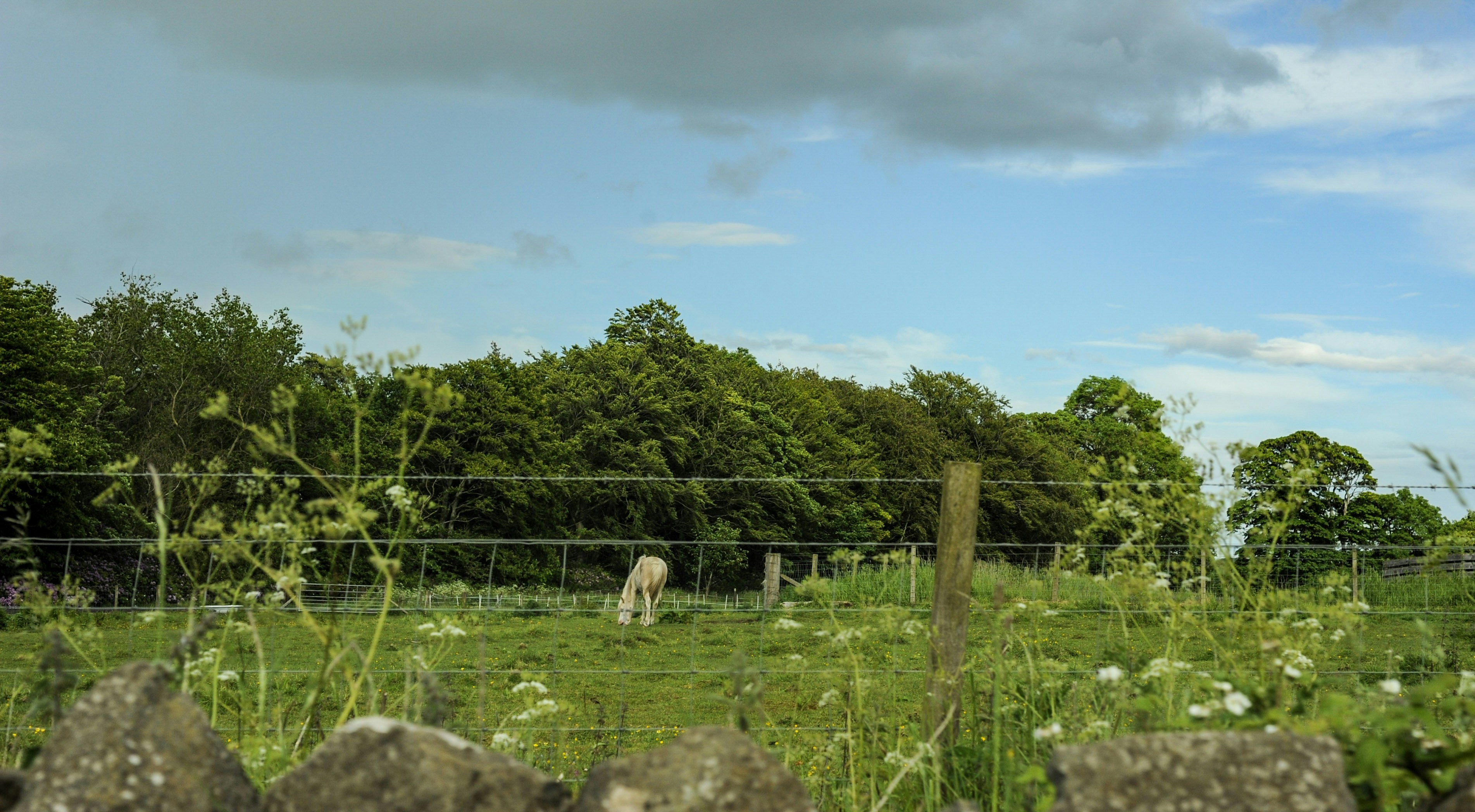 Pasture Gatekeeper: A Quiet Sheep in the Country Meadow