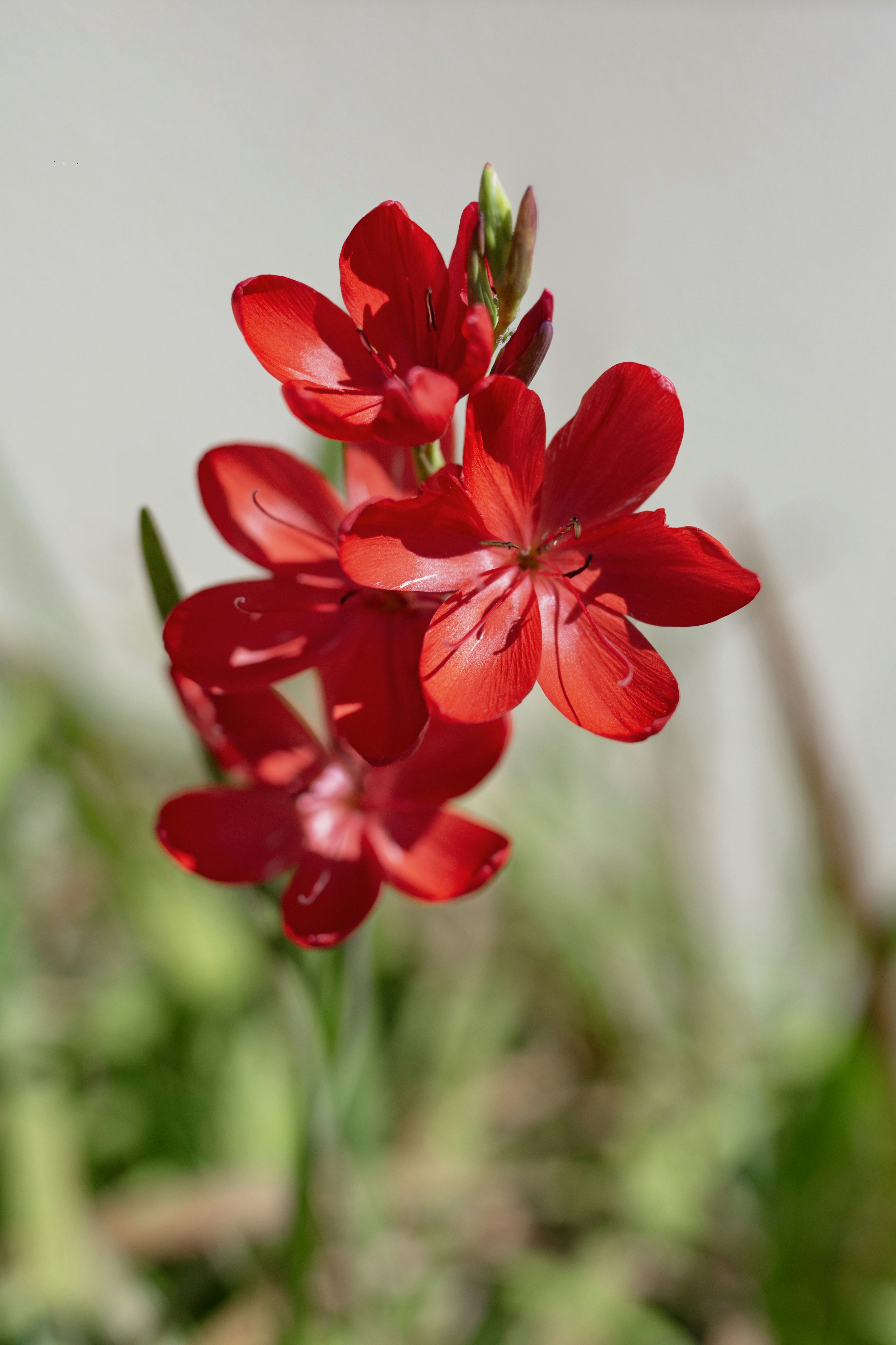 Crimson Blossom in Focus: A Cardinal Red Floralscape