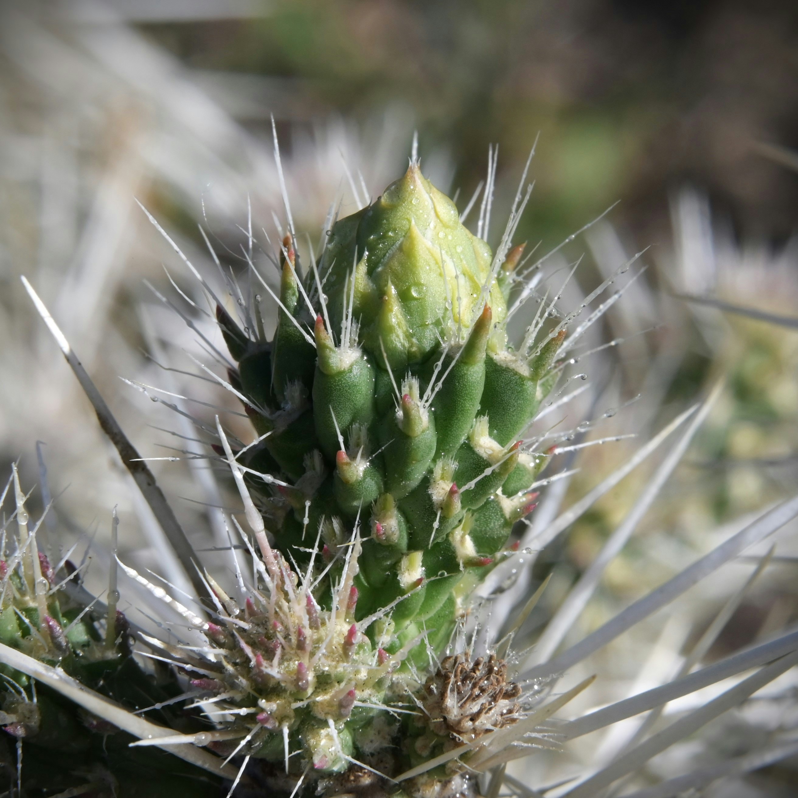 Cactus Crown: Close-Up of a Spiny Green Burst