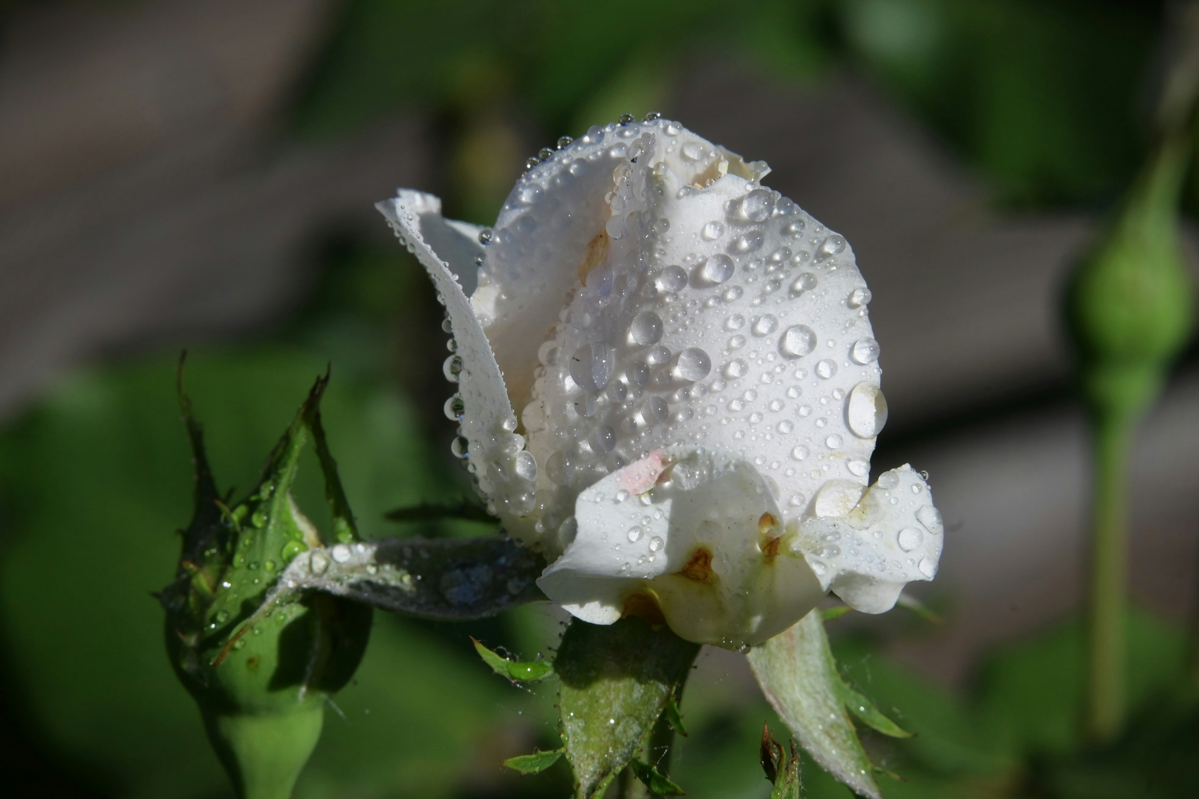 Dew-kissed rosebud in soft dawn light