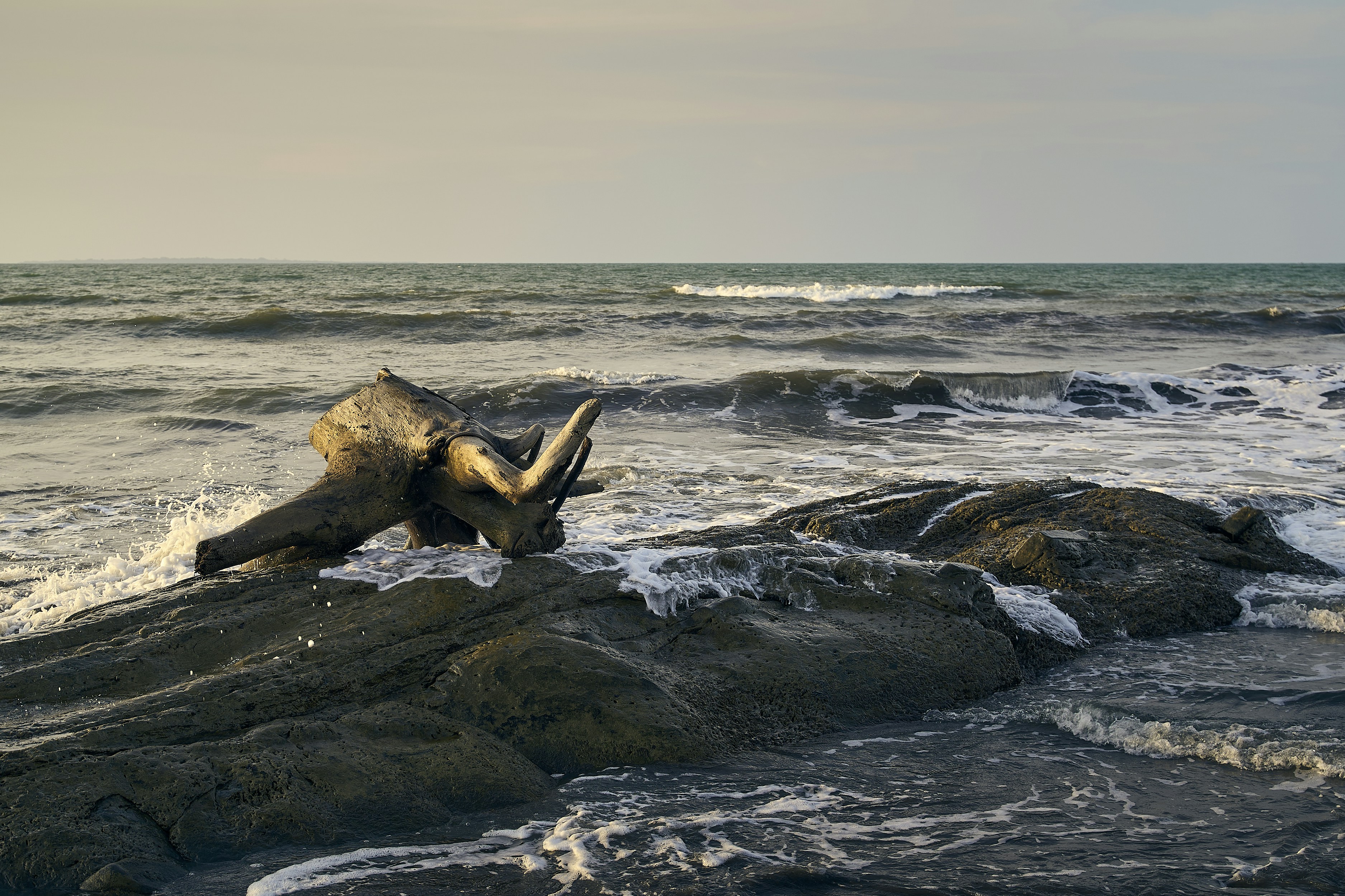 Rocky Sea Sculpture: A Seabird-etched Tidal Crest