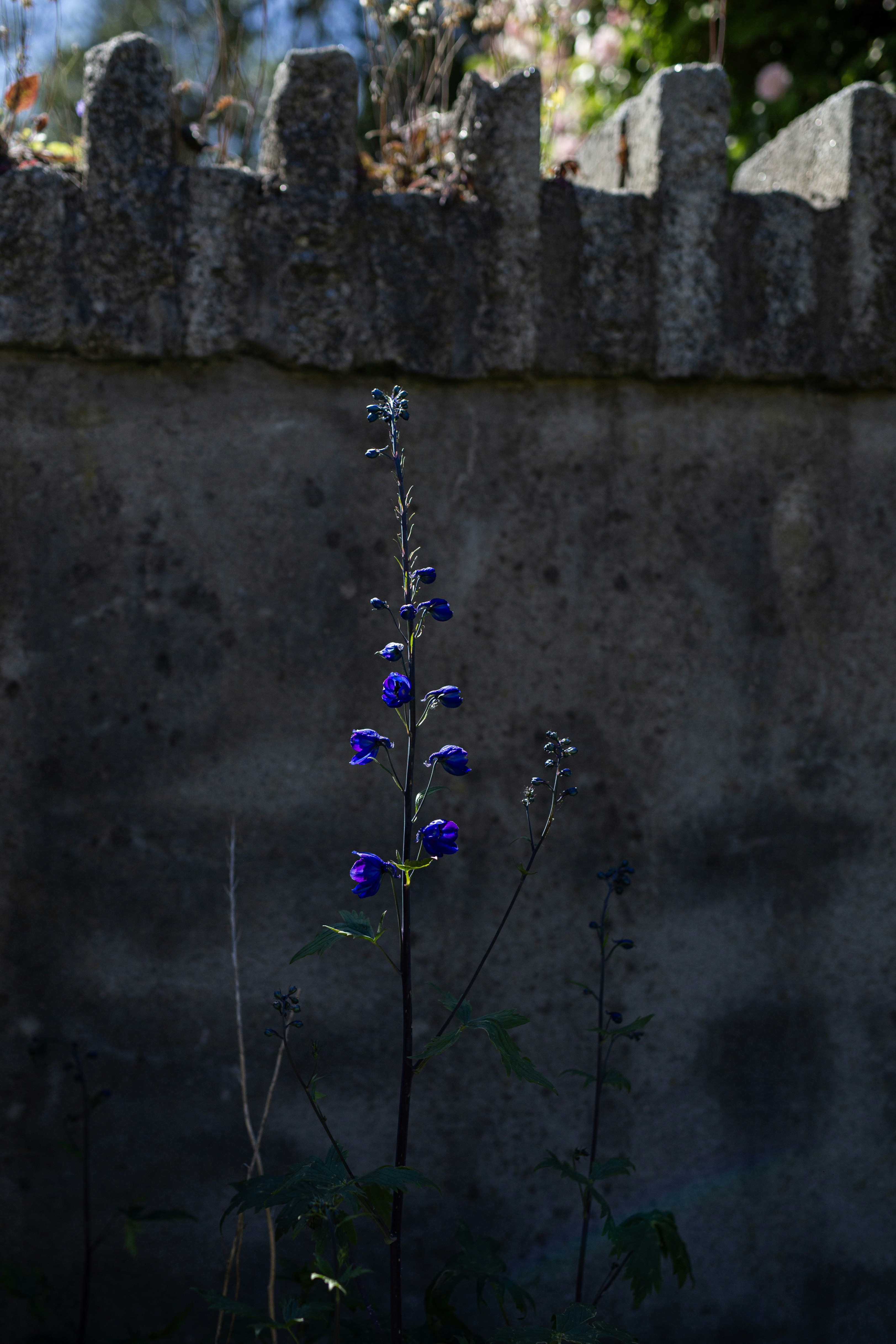 Blue-flamed stalks rise against a weathered fence