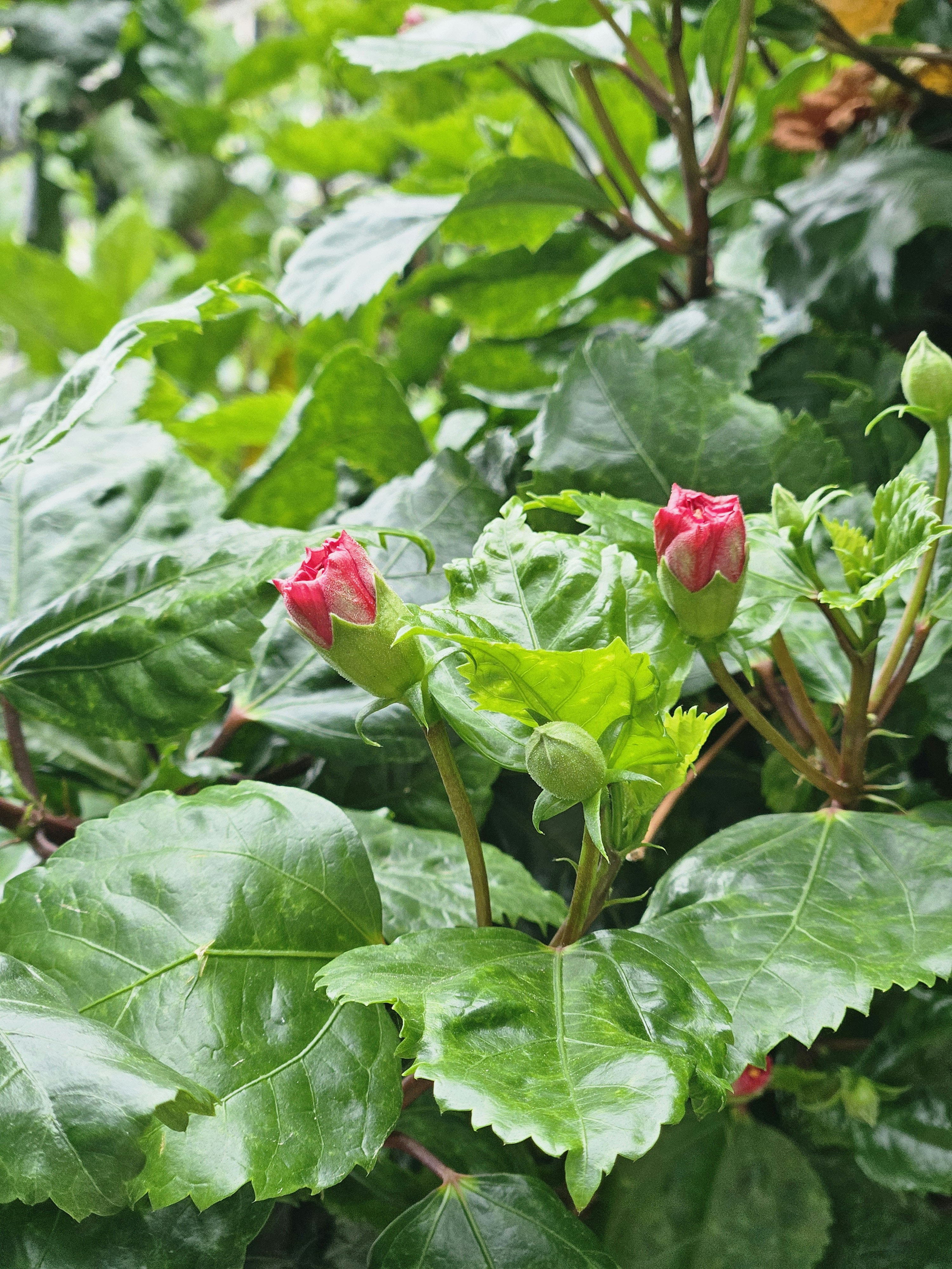 Vibrant rose buds emerge from glossy green leaves in a dense garden thicket. The scene emphasizes fresh botanical detail and natural color in daylight.