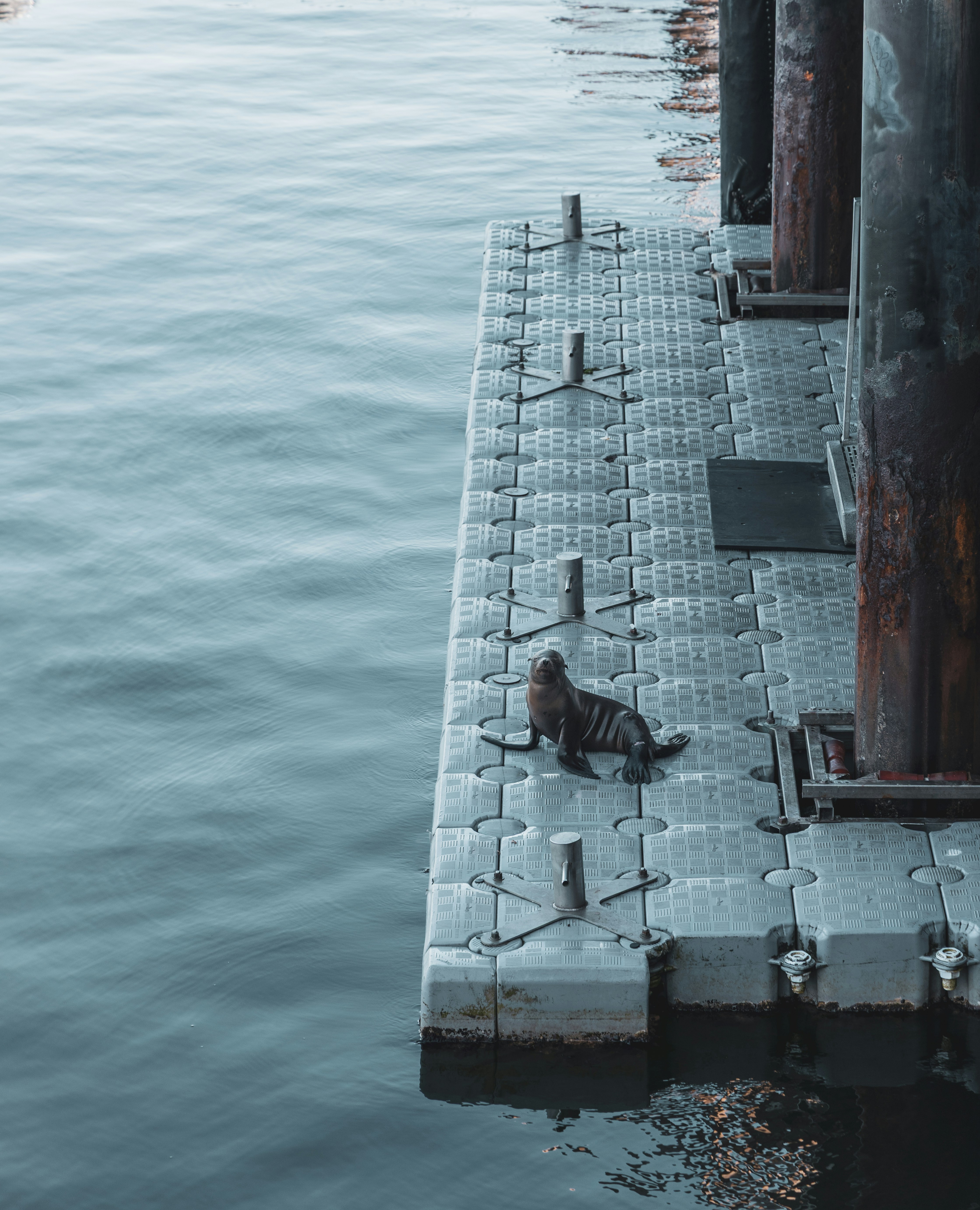 Secluded Seal on Docks: Quiet Moment by the Water