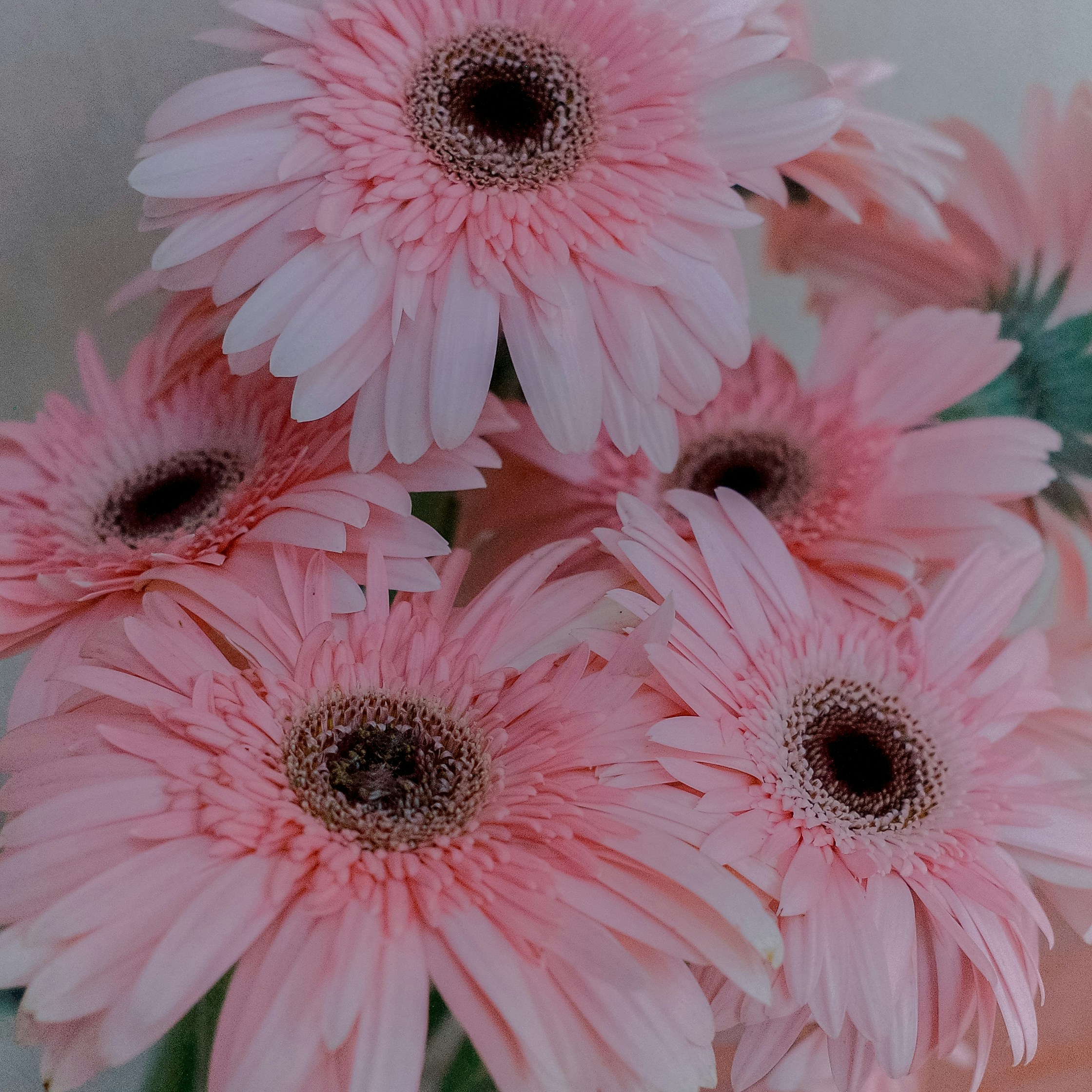 Soft Focus Bloom: Pink Gerberas in Close-Up Light