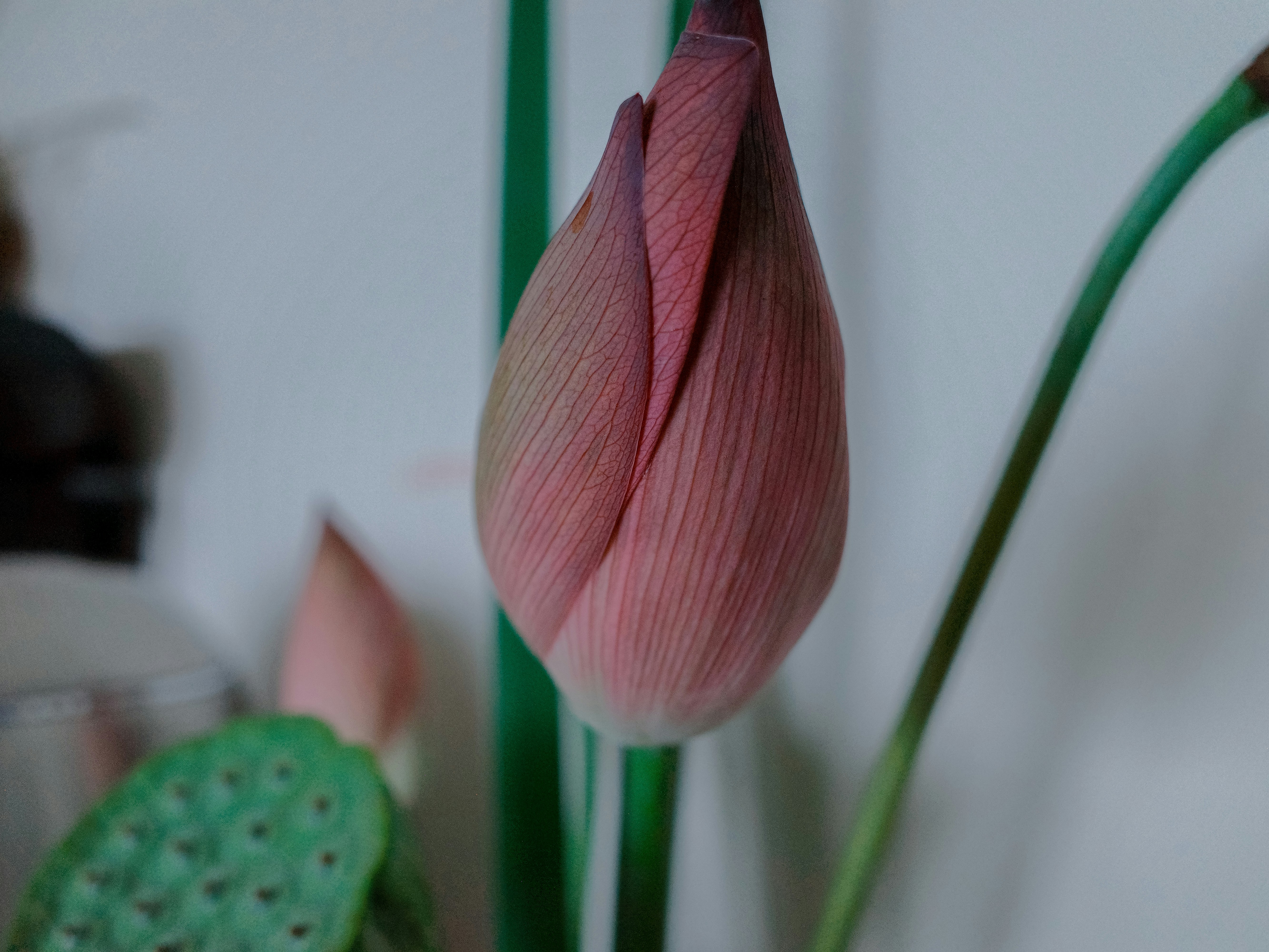 Close-up Tulip Portrait: Soft Pink Bud Framed by Green Stems