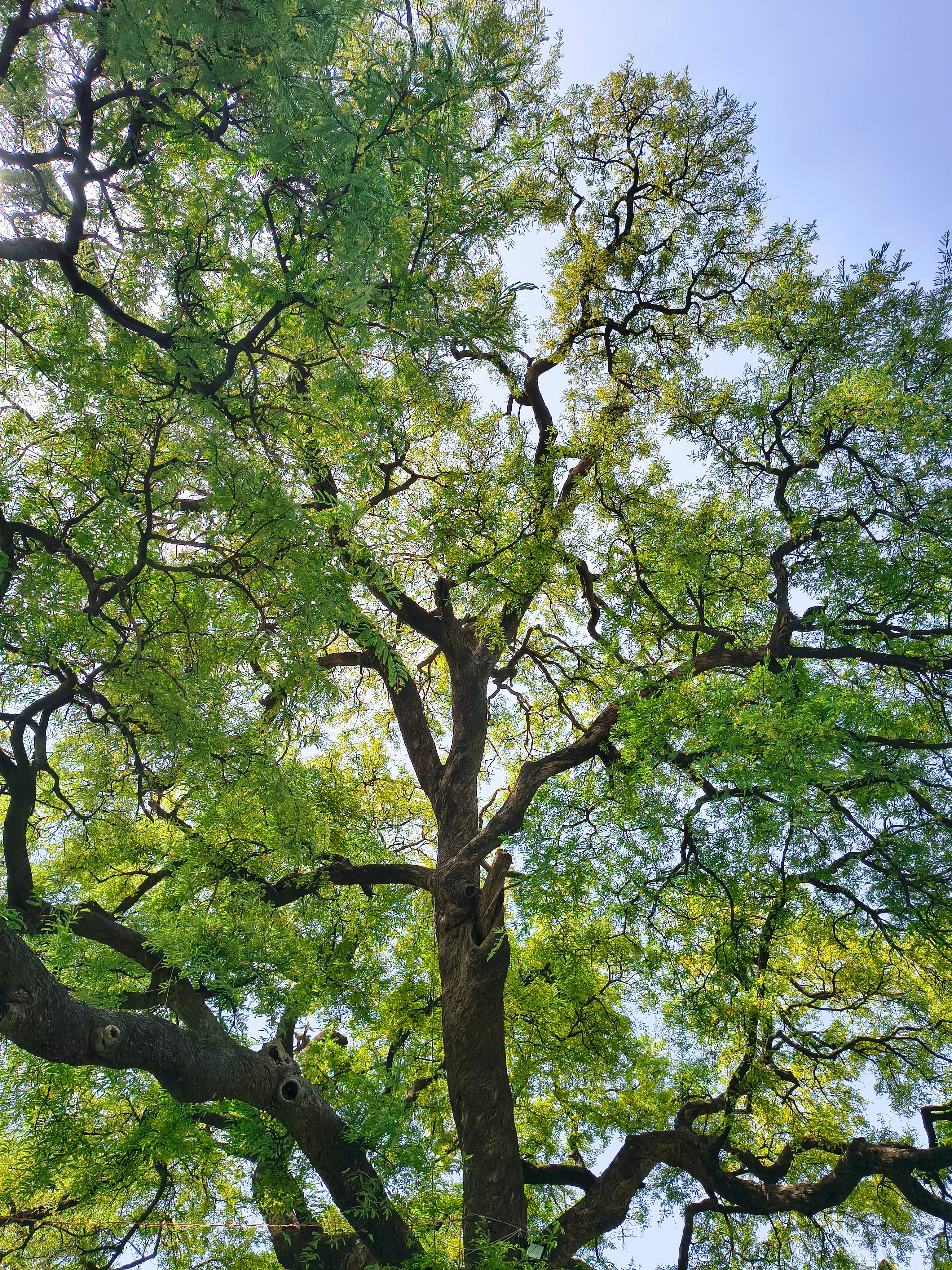 Majestic canopy: sunlight threading through ancient branches