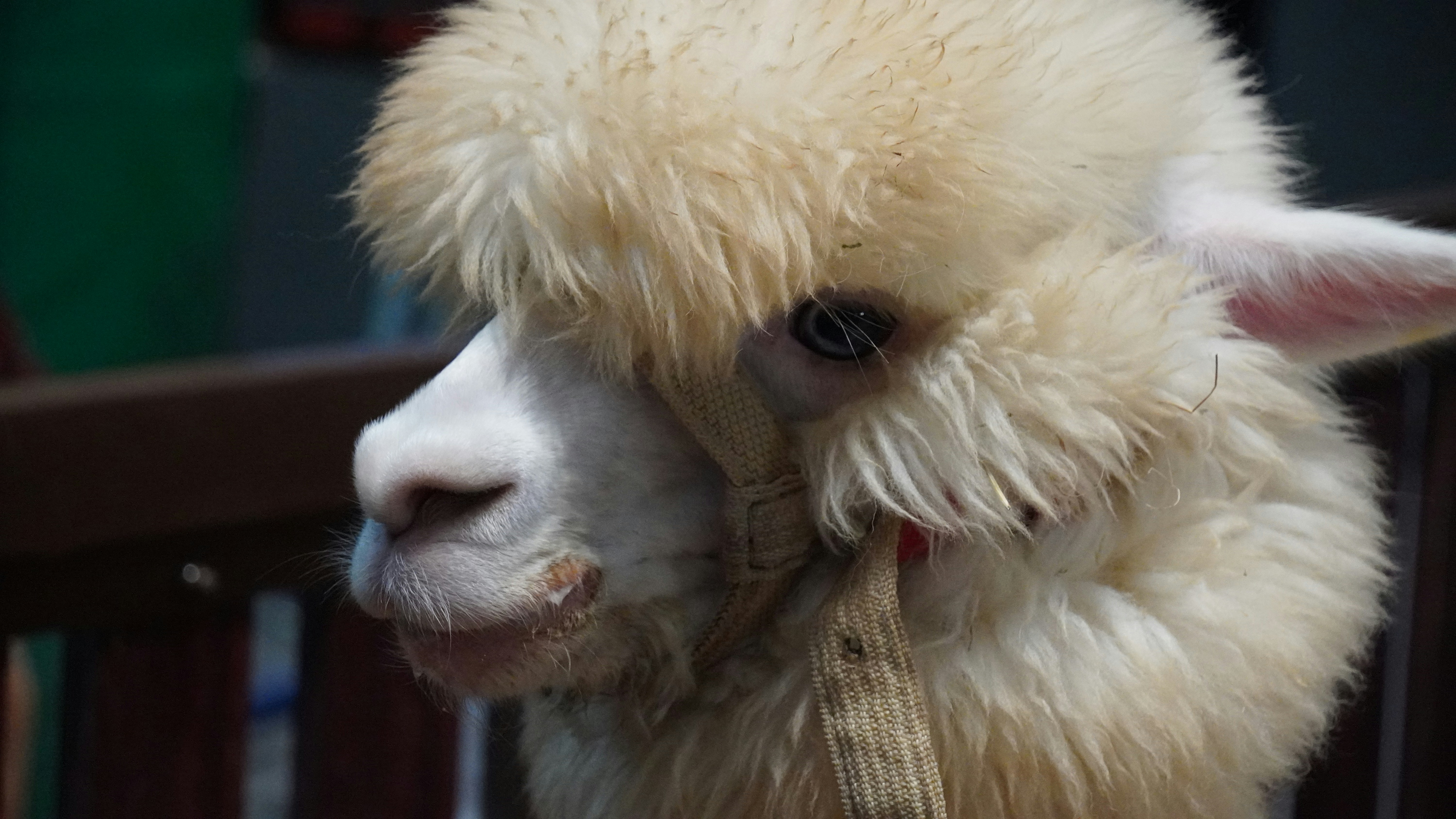 White alpaca with shaggy fur and blue eyes.