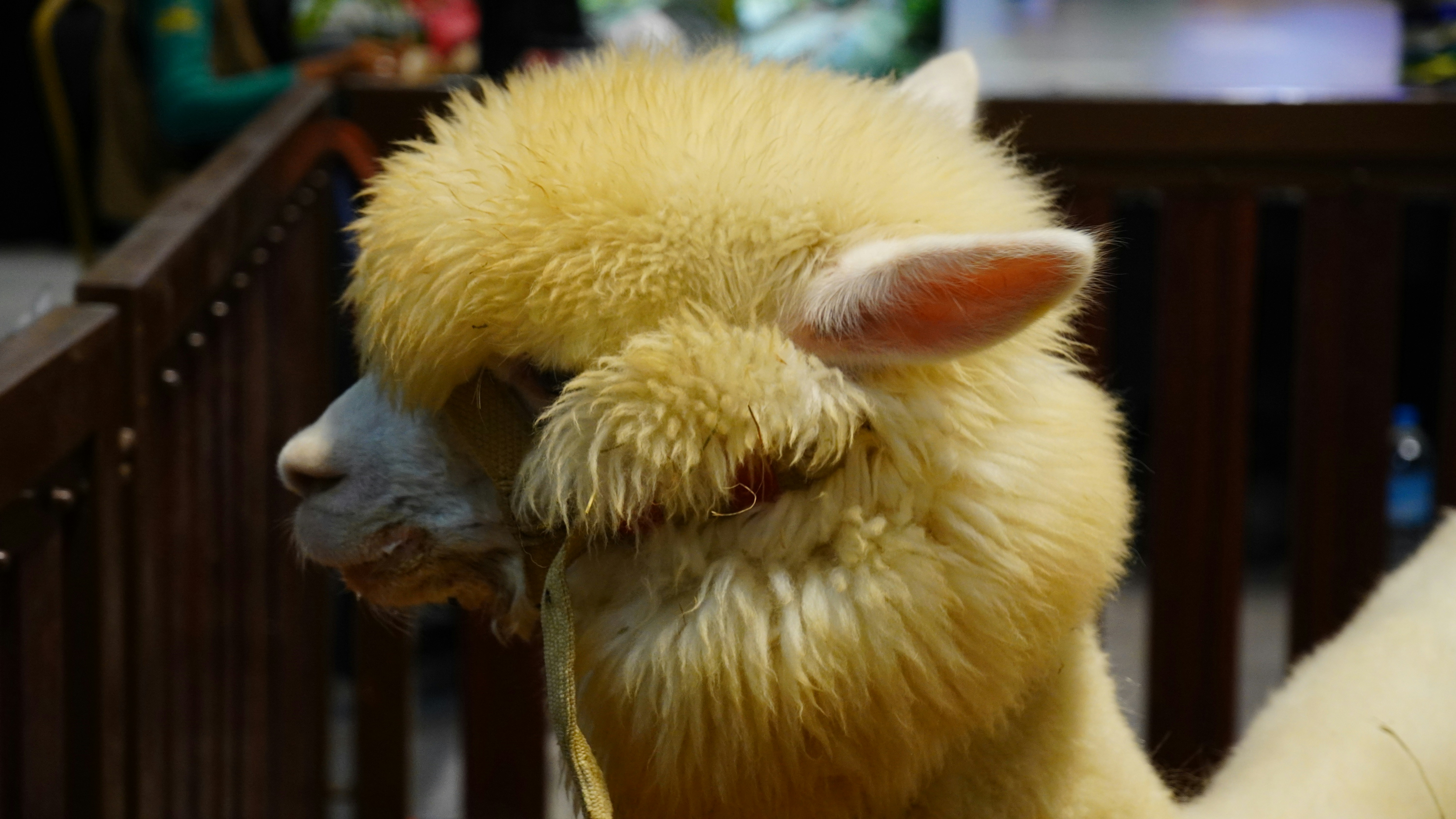 Golden Fleece: A Curious Alpaca Gaze
