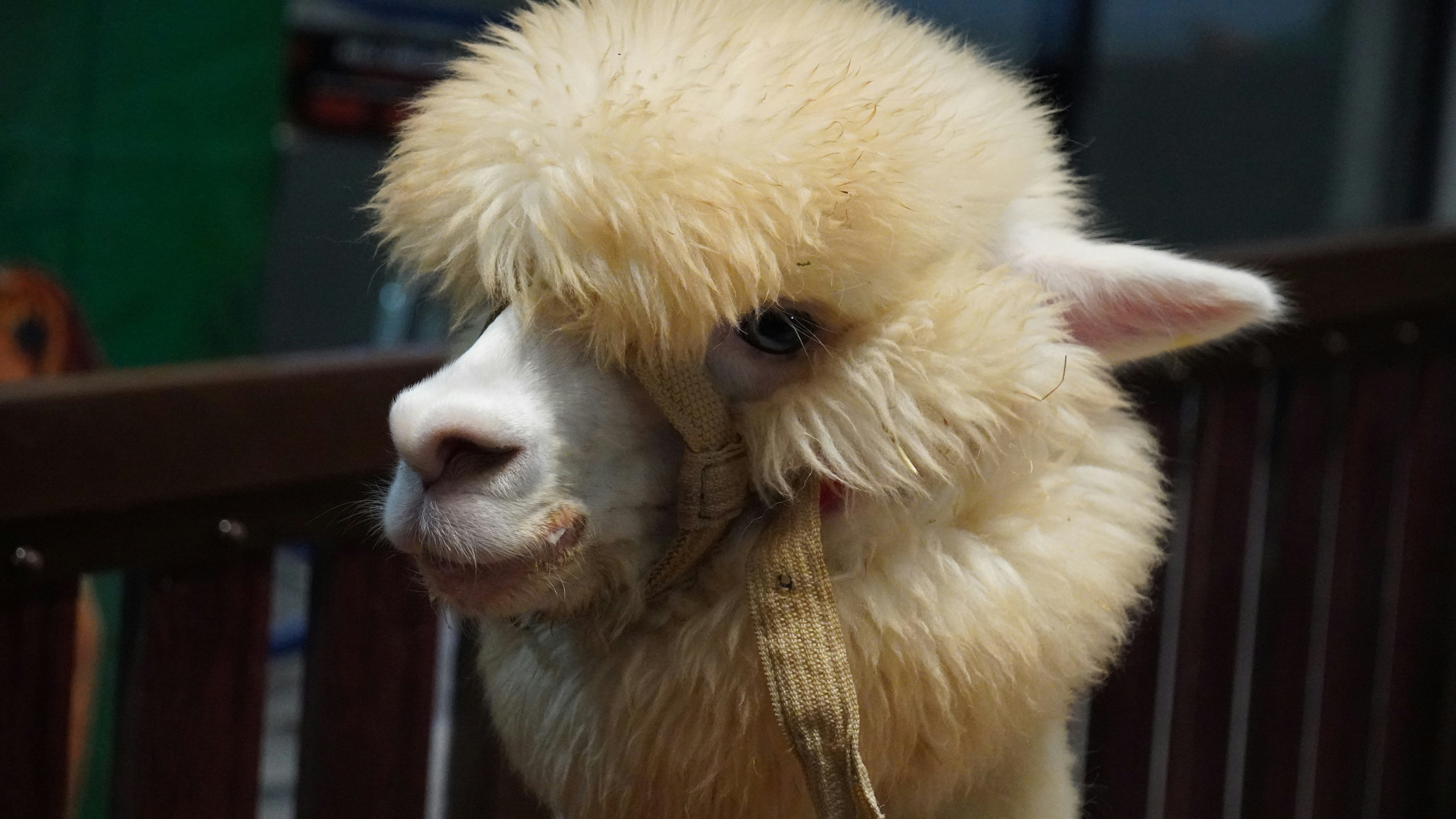Soft-Faced Composure: A Curious Alpaca Stare