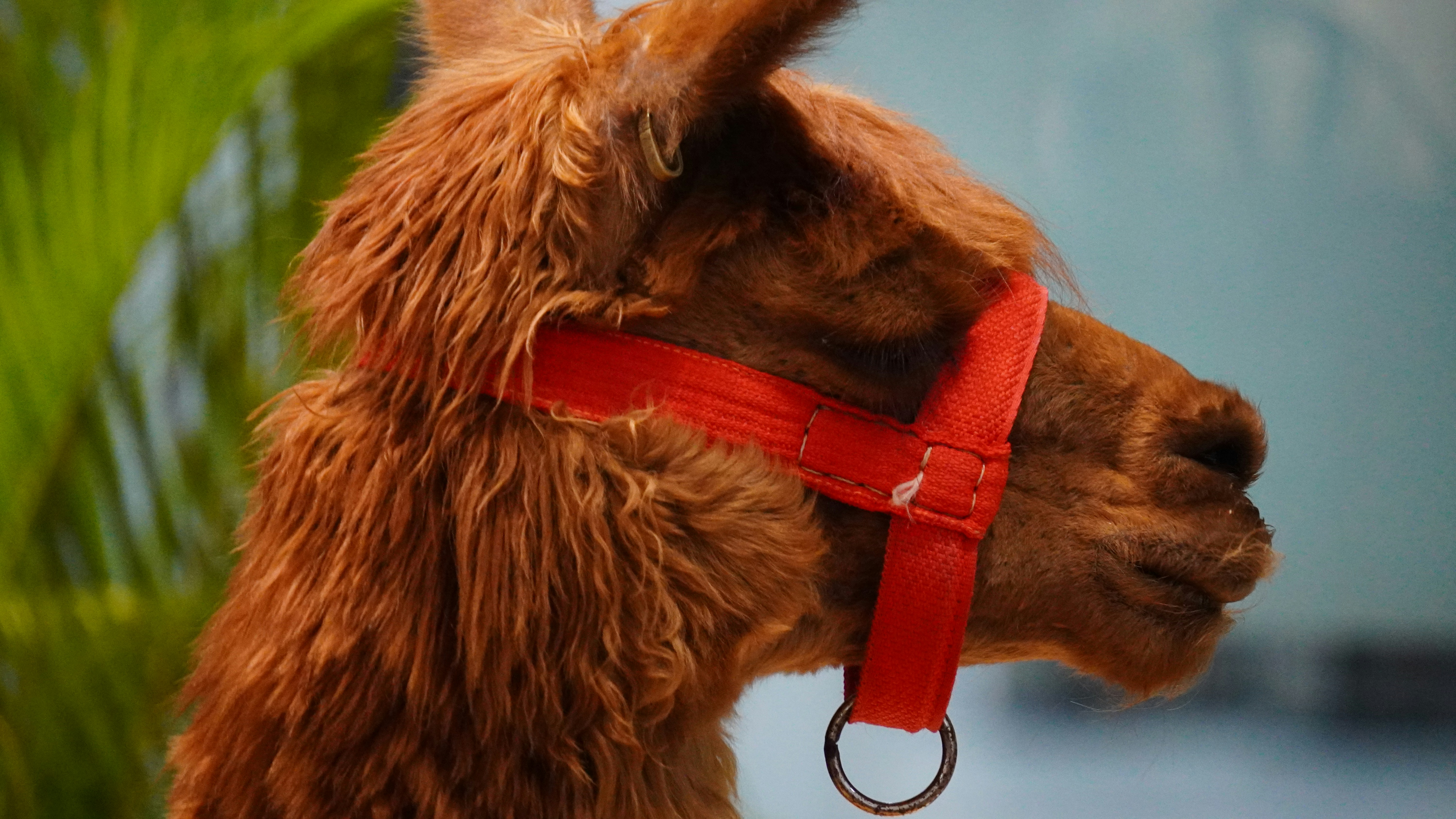 Red-Harnessed Gaze: Close Portrait of a Calm Llama