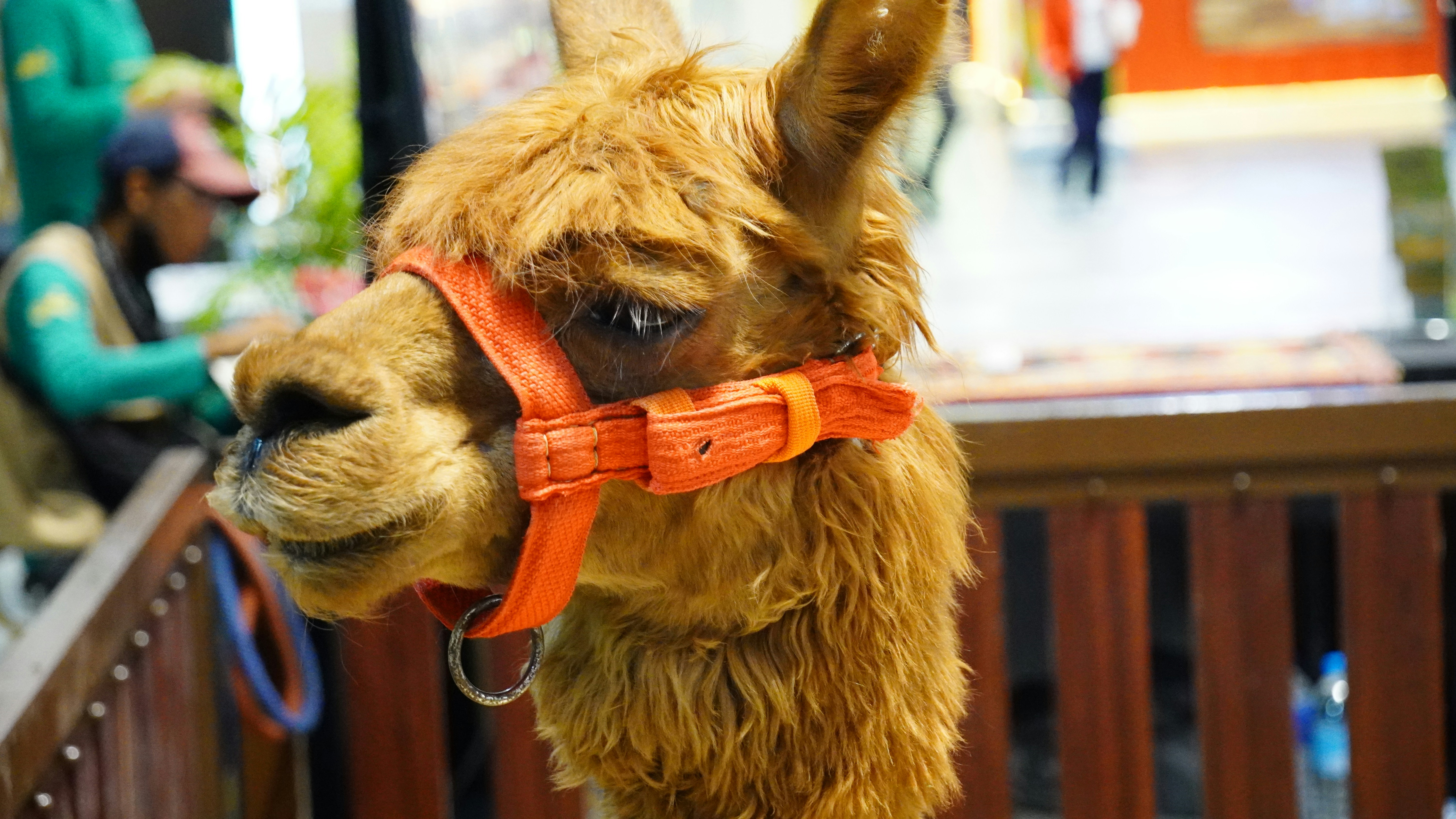 Close‑up of a llama wearing an orange halter at a busy outdoor stall