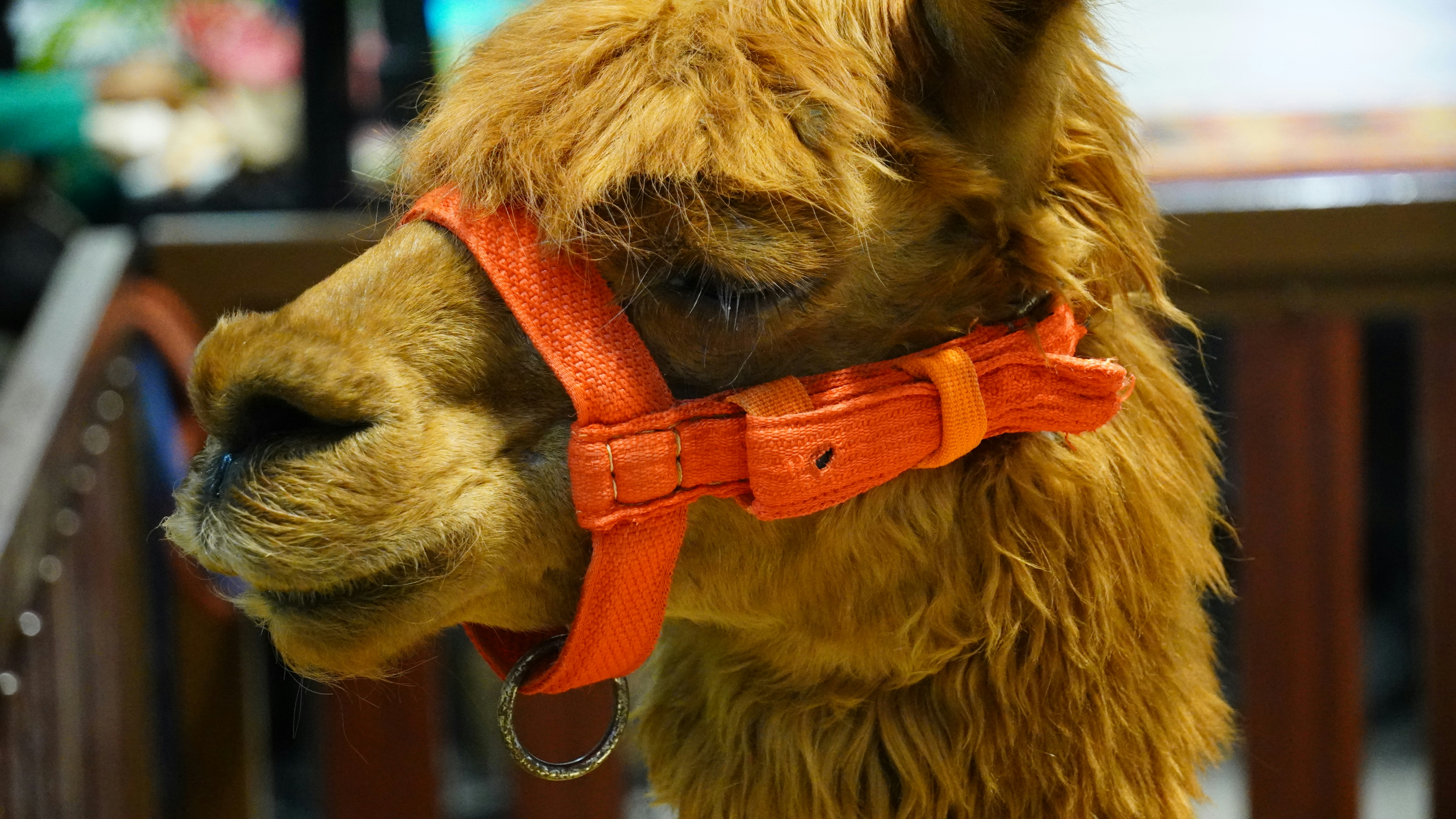 Red-Haired Bridle at the Market: A Calm Camelid Portrait
