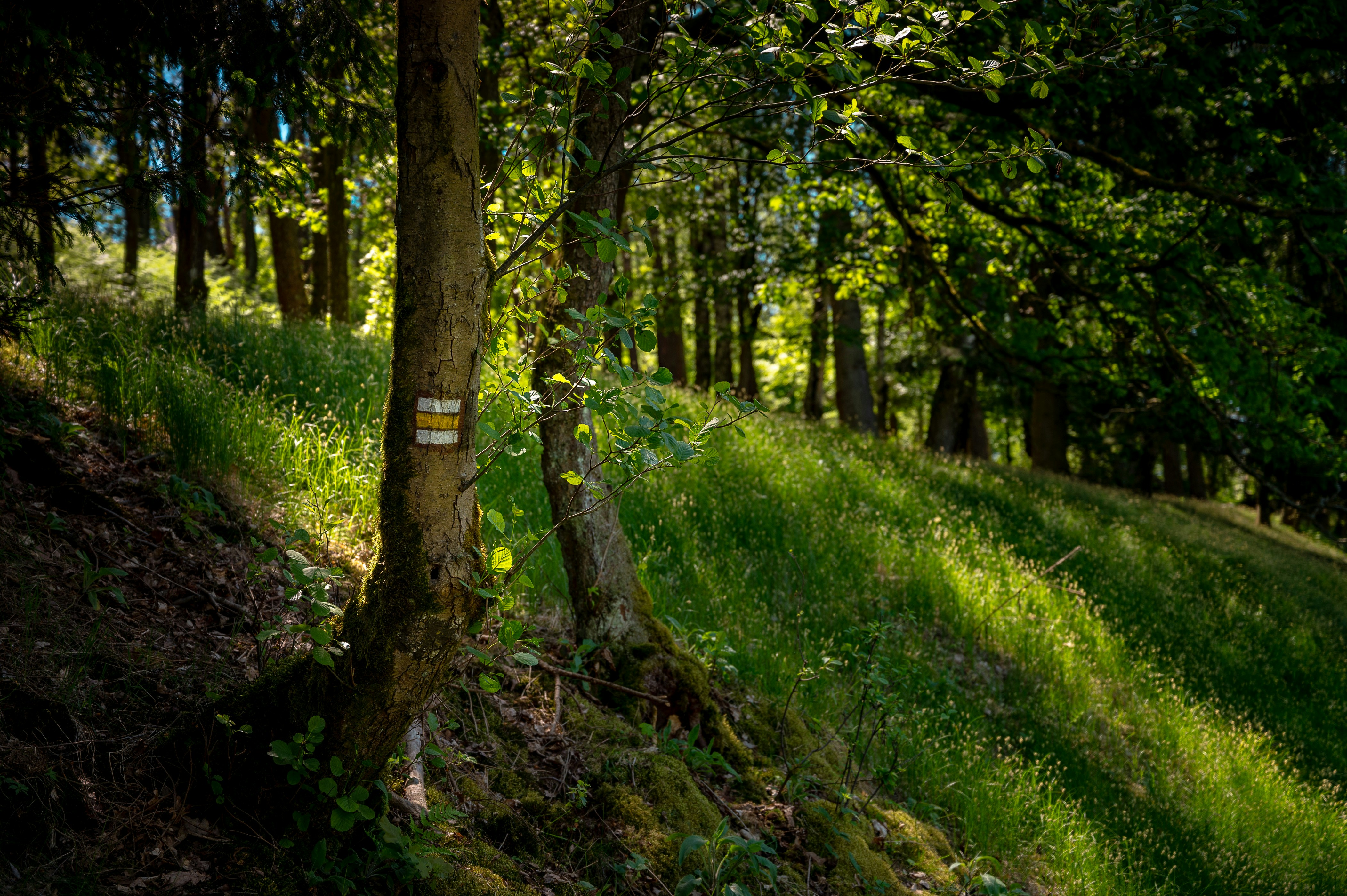 Sunlit Forest Trunk with Trail Signs