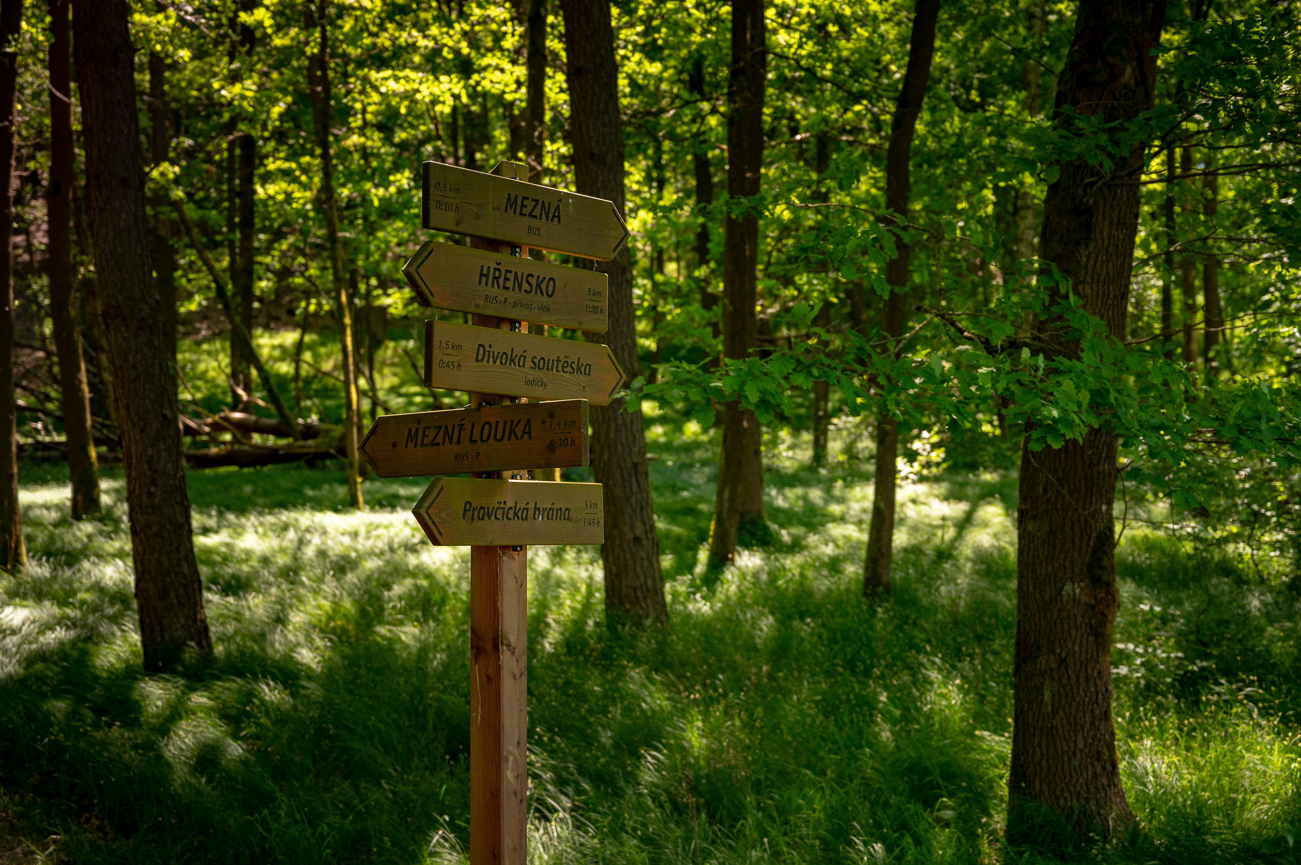 Woodland Signpost in Dappled Light