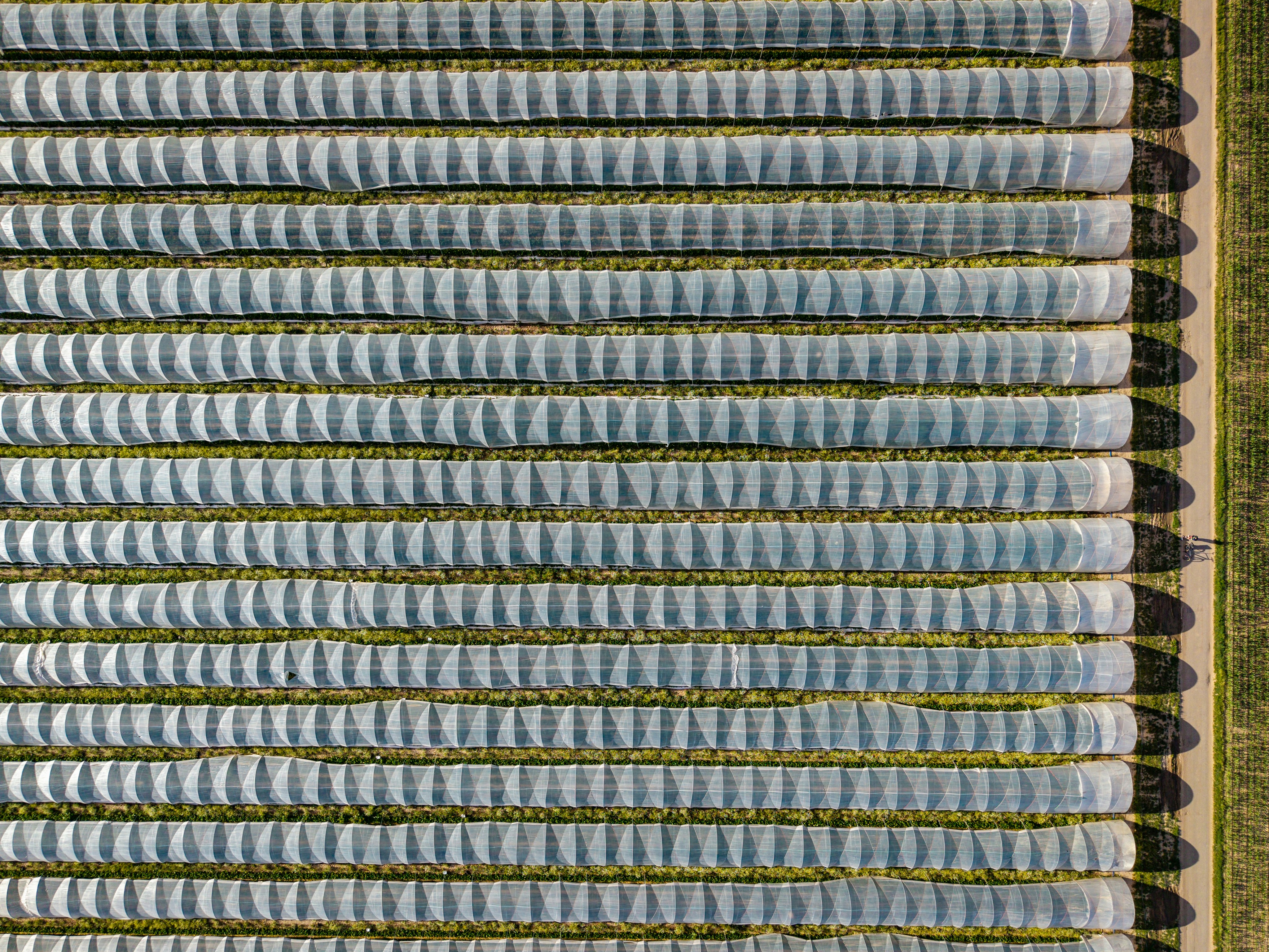 Long rows of covered crops in a field.
