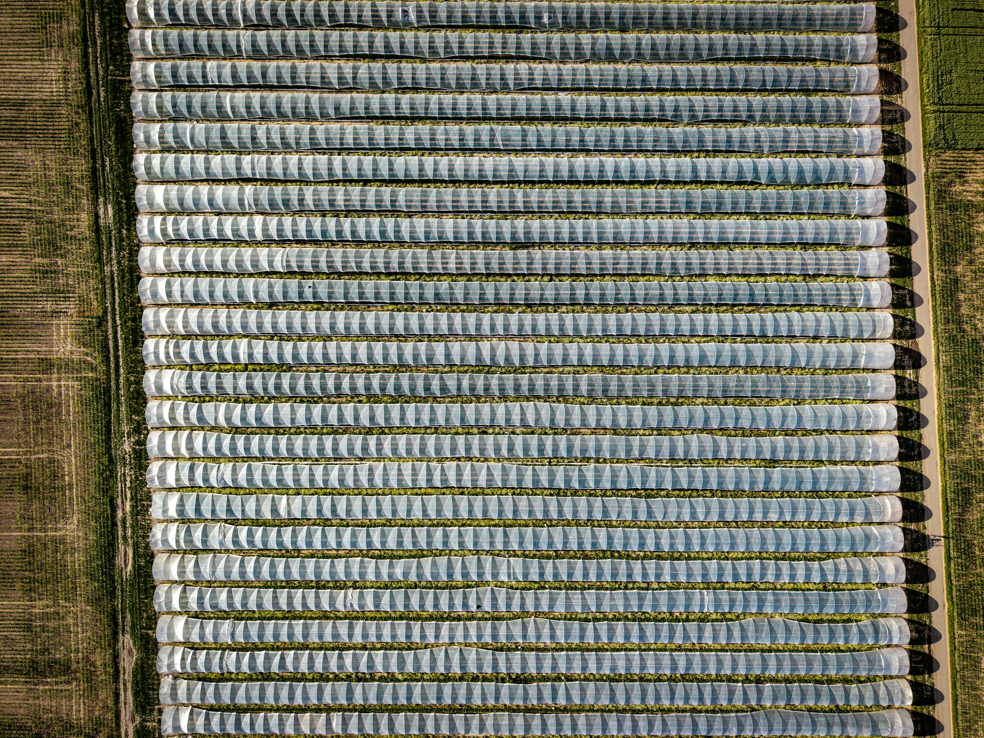 Rows of Greenhouses in Golden Light