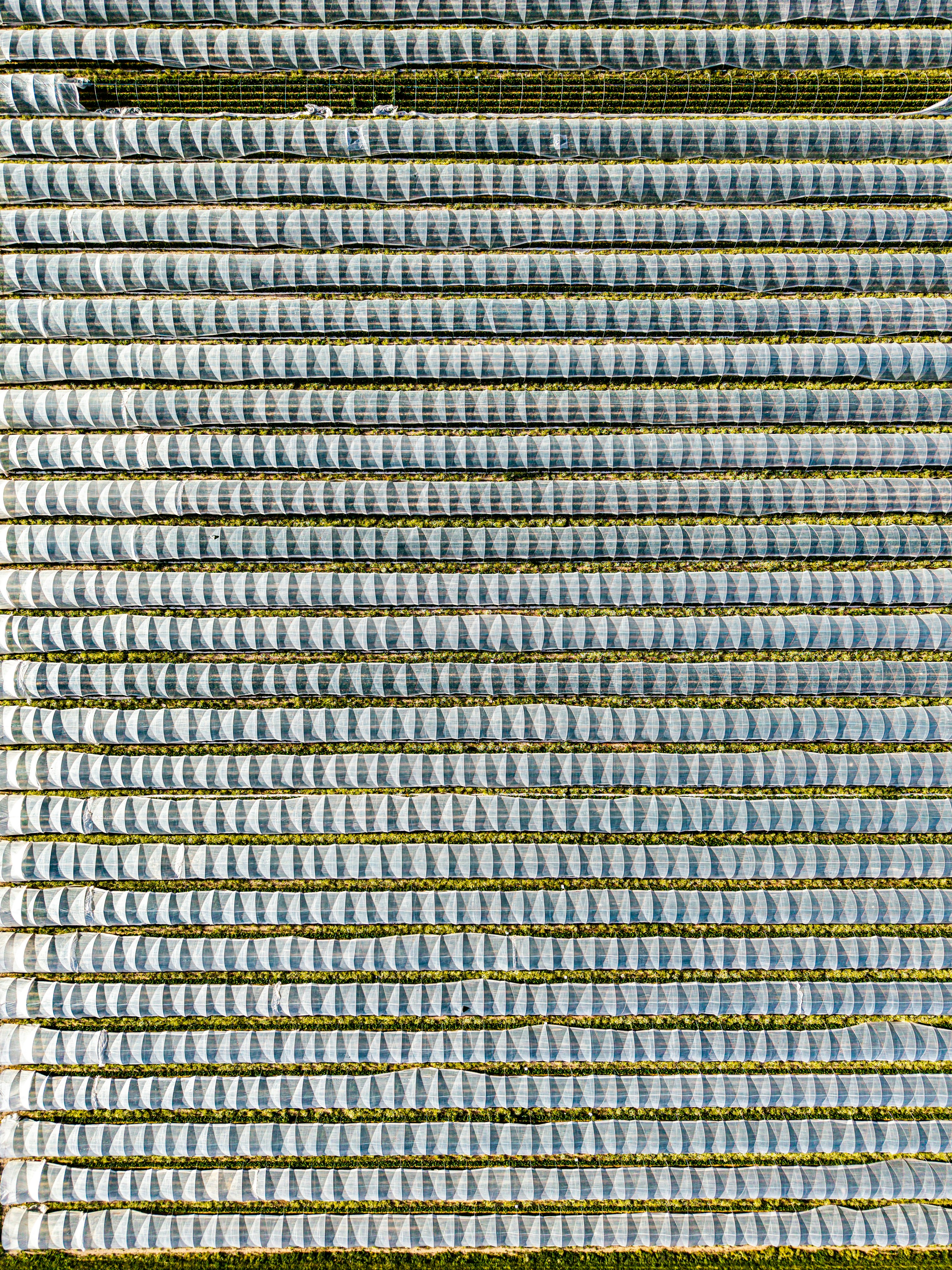 Aerial view of white protective covers over green agricultural fields.
