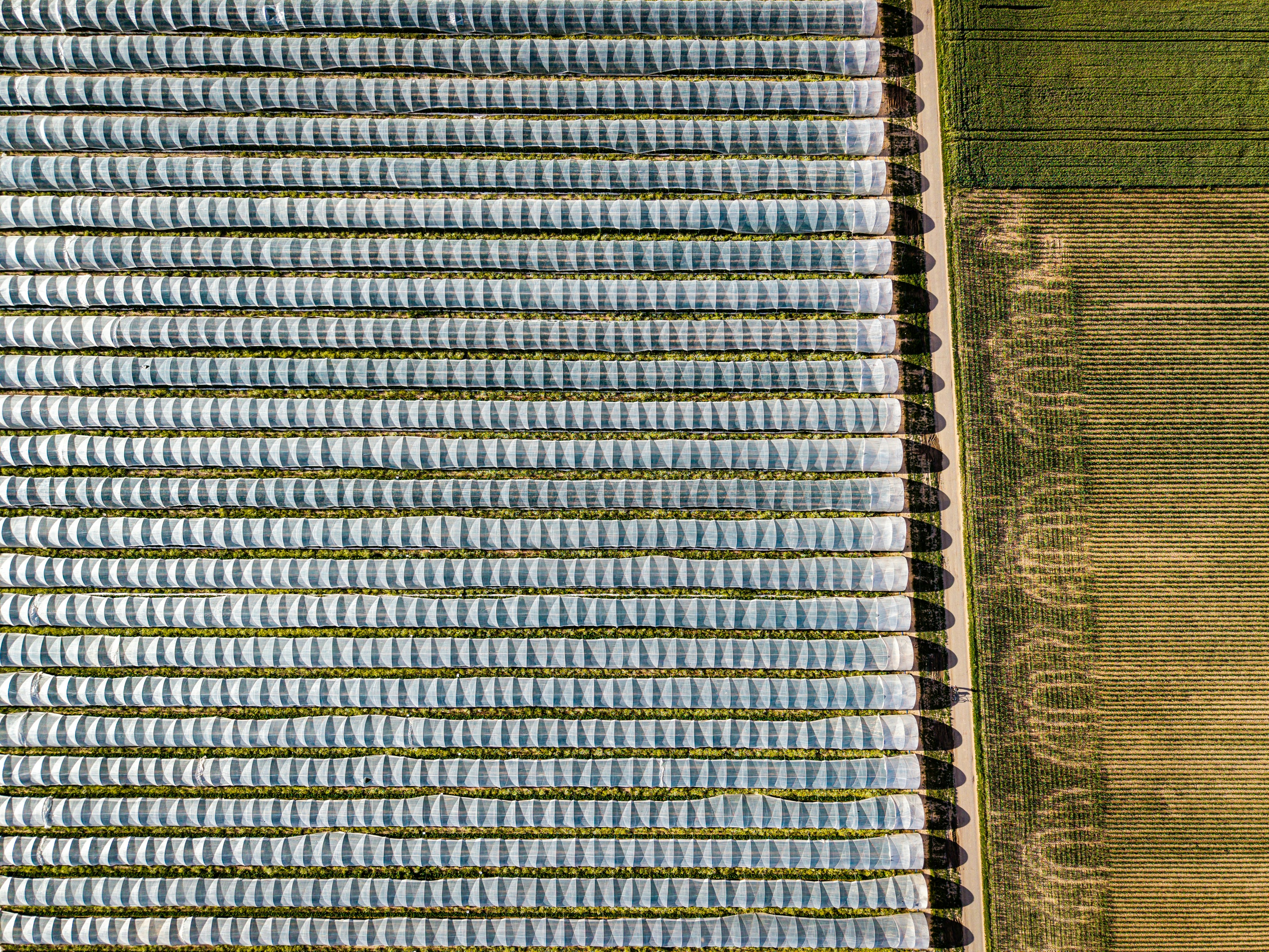 Aerial Rows: Silver Harvest Under a Narrow Divide