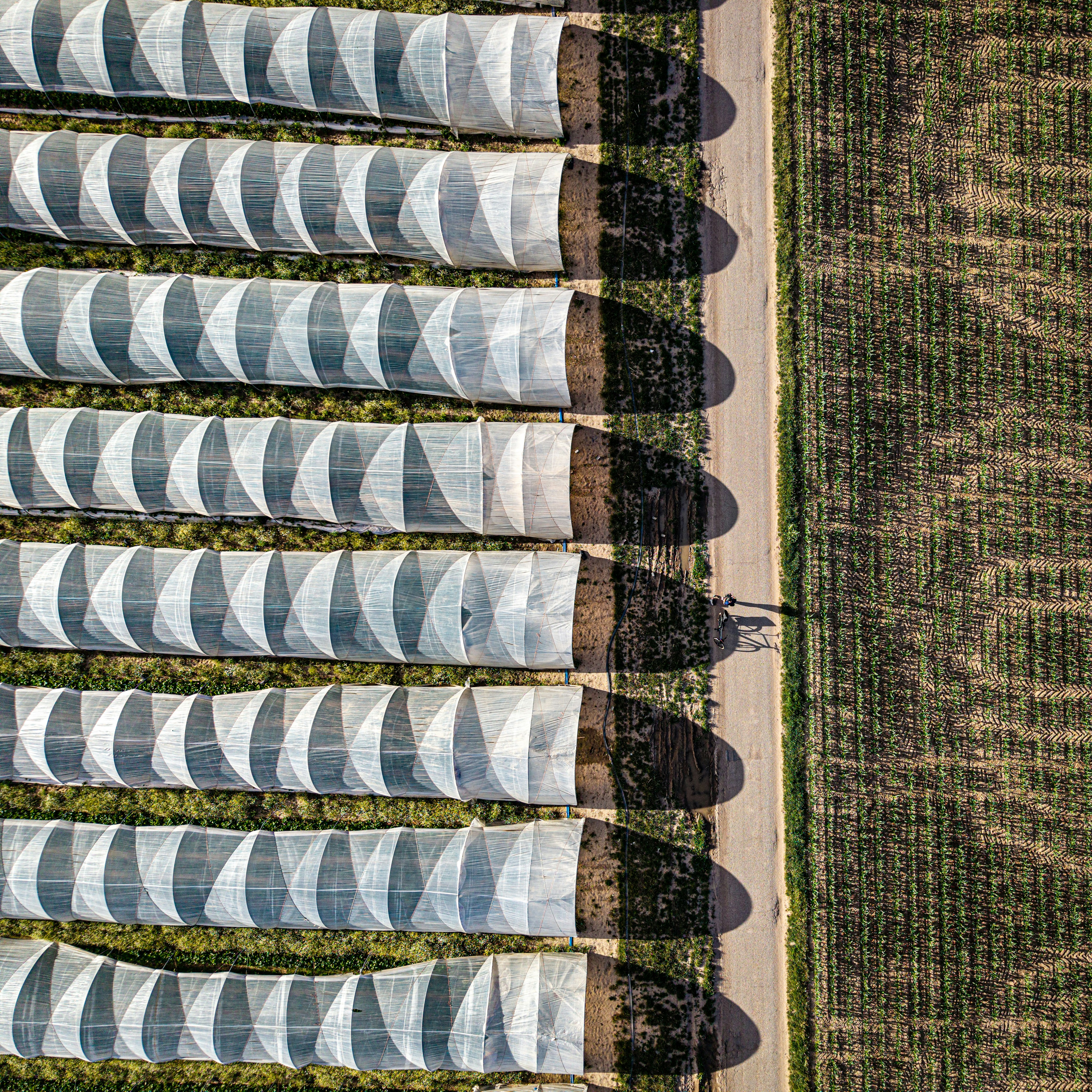 White agricultural tunnels casting long shadows over fields.
