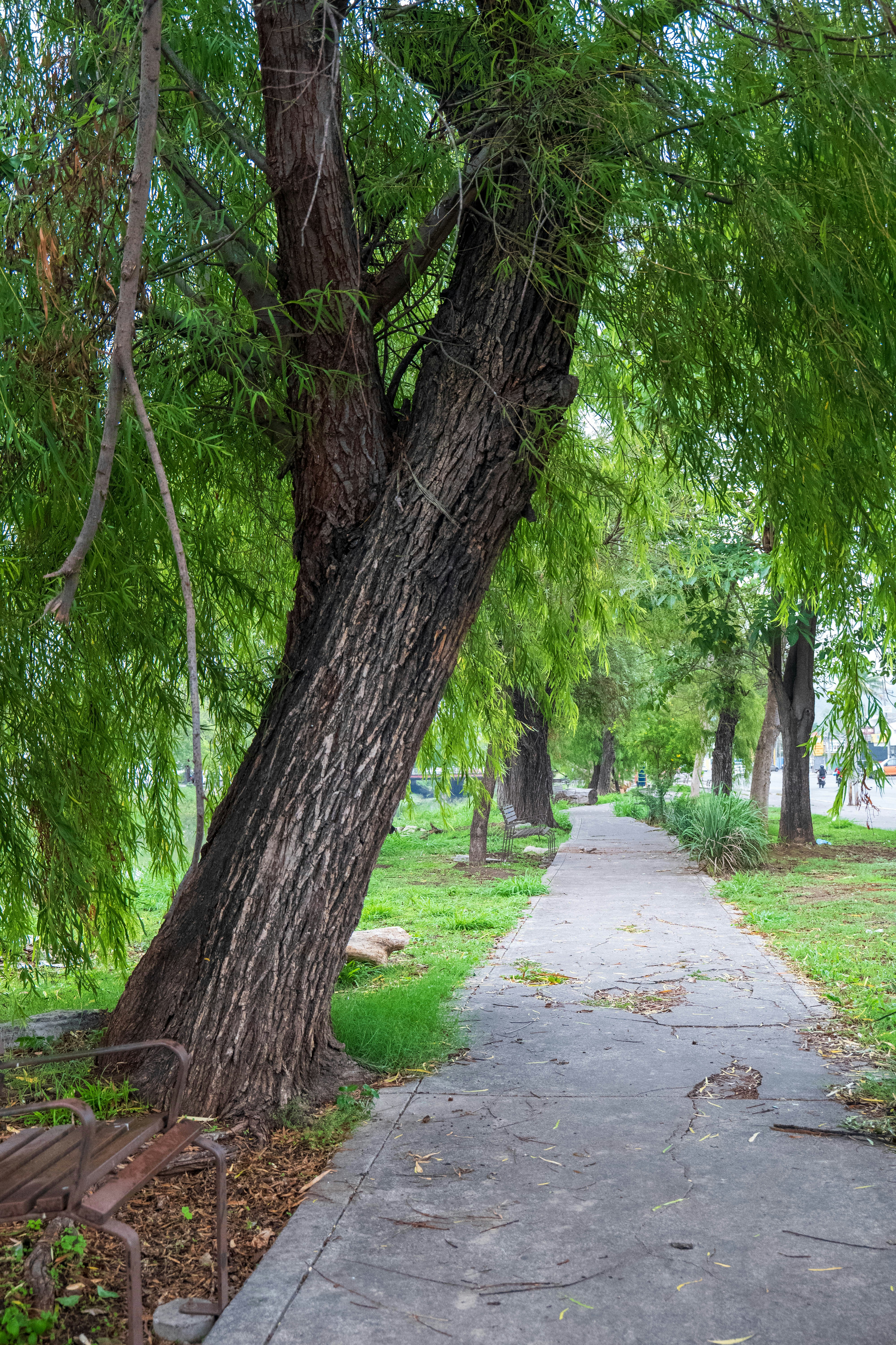 Willow-lined Avenue: A Quiet Path Through Dappled Shade