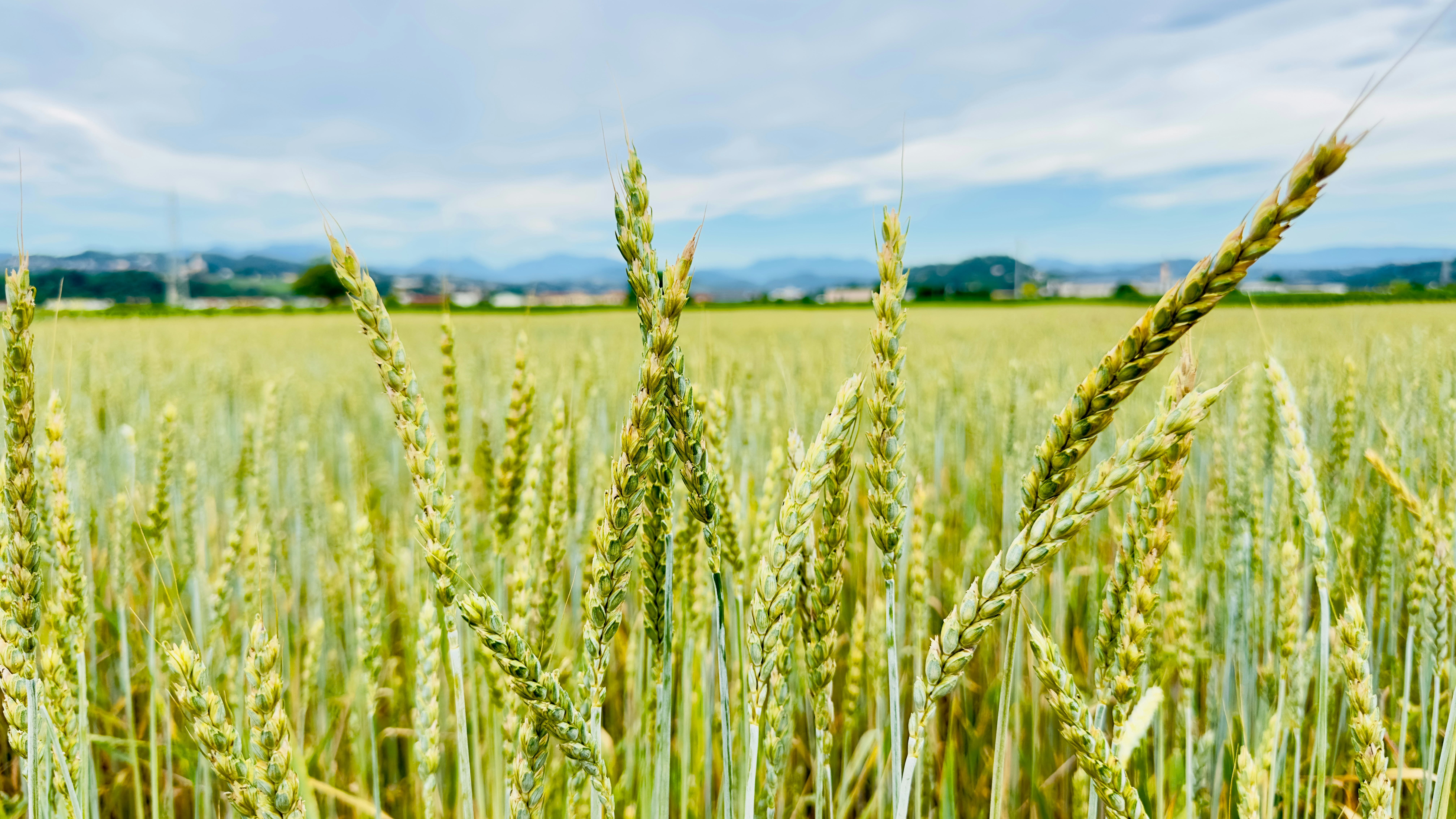 Golden Wheat Horizon: Field Full of Light