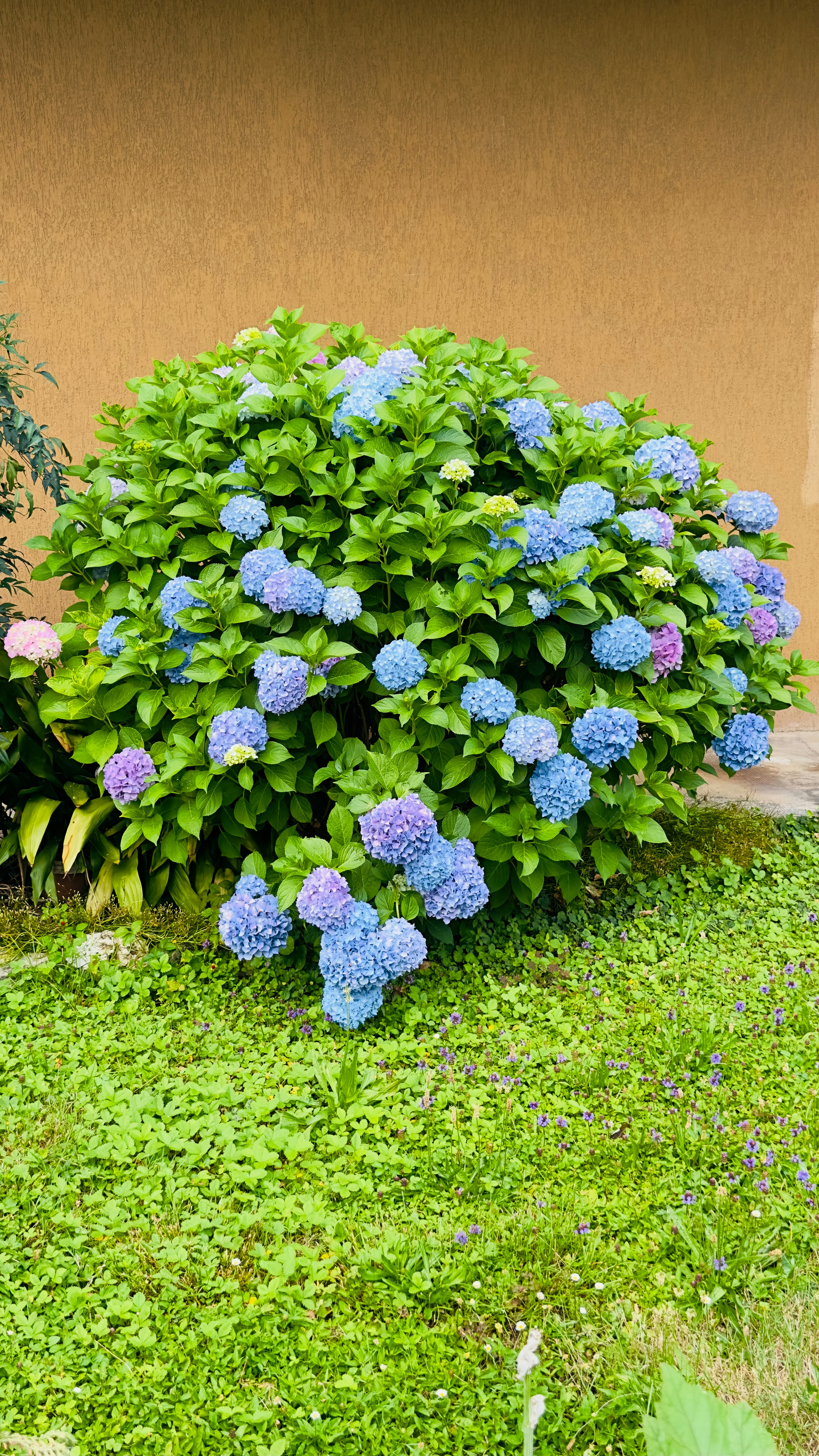 Colorful hydrangea shrub with blue and pink clusters against a warm stucco wall and green lawn.