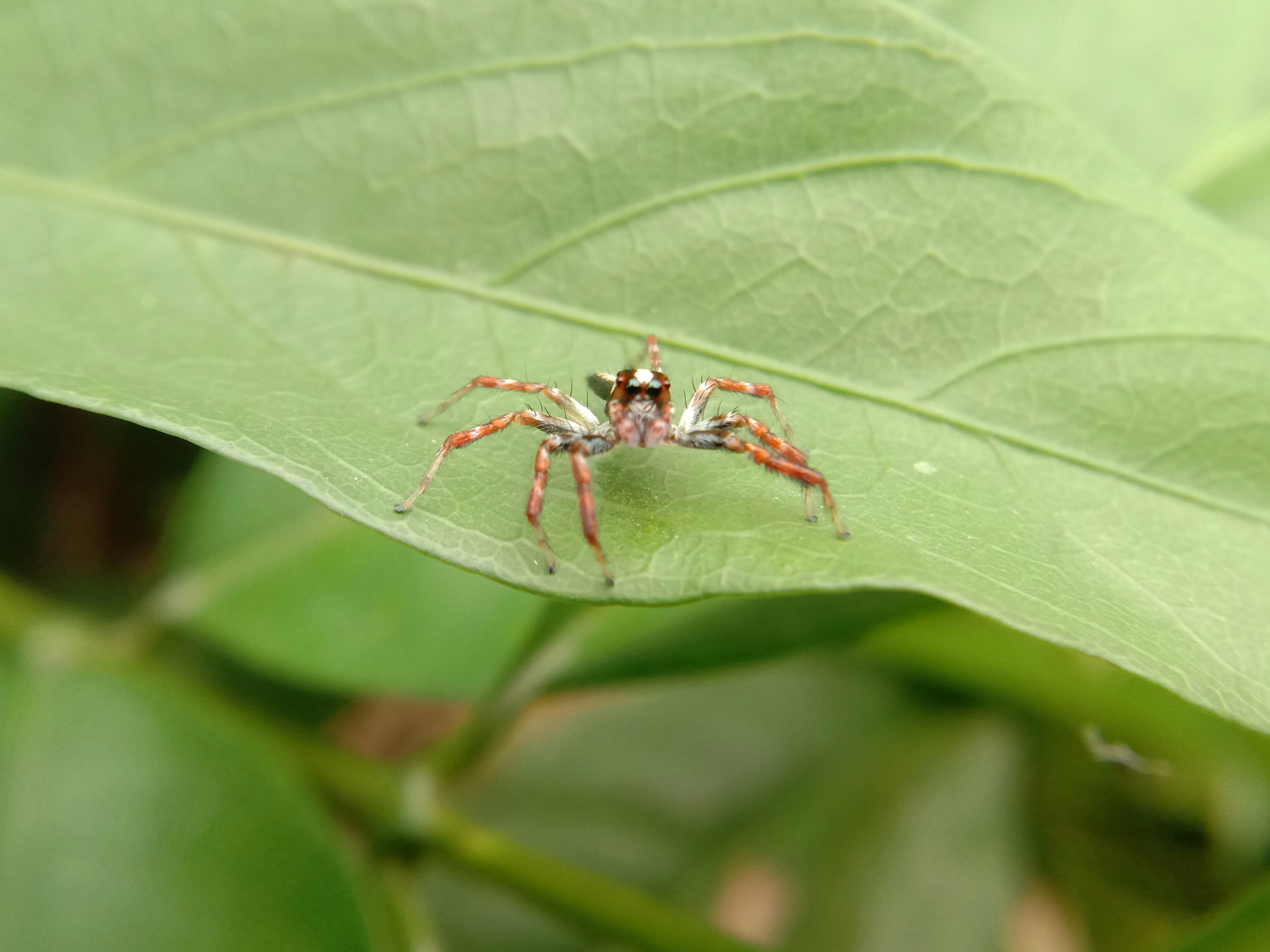 Tiny Arachnid on a Green Leaf: A Bold Macro Portrait