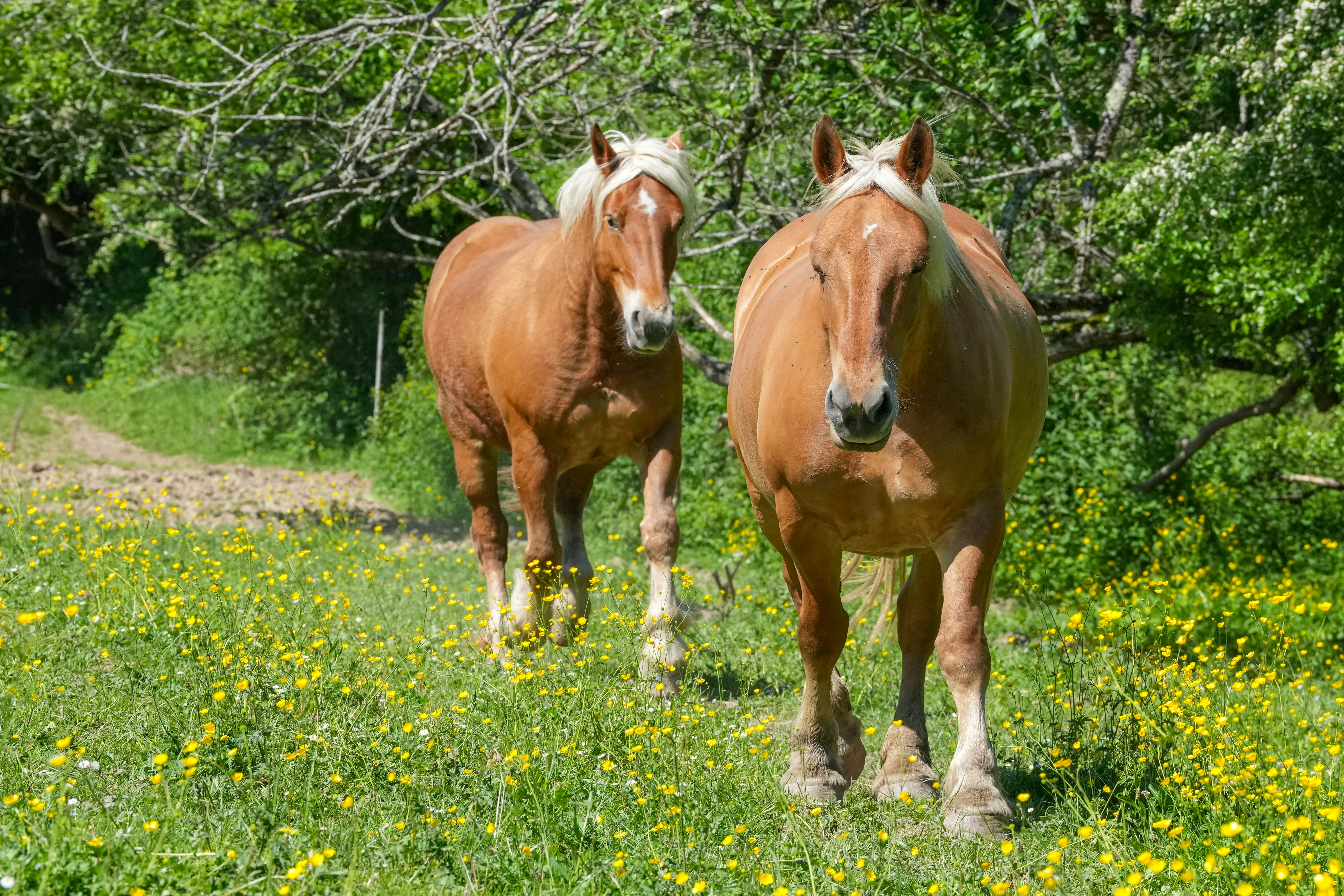 Two Chestnut Horses in a Sunlit Meadow