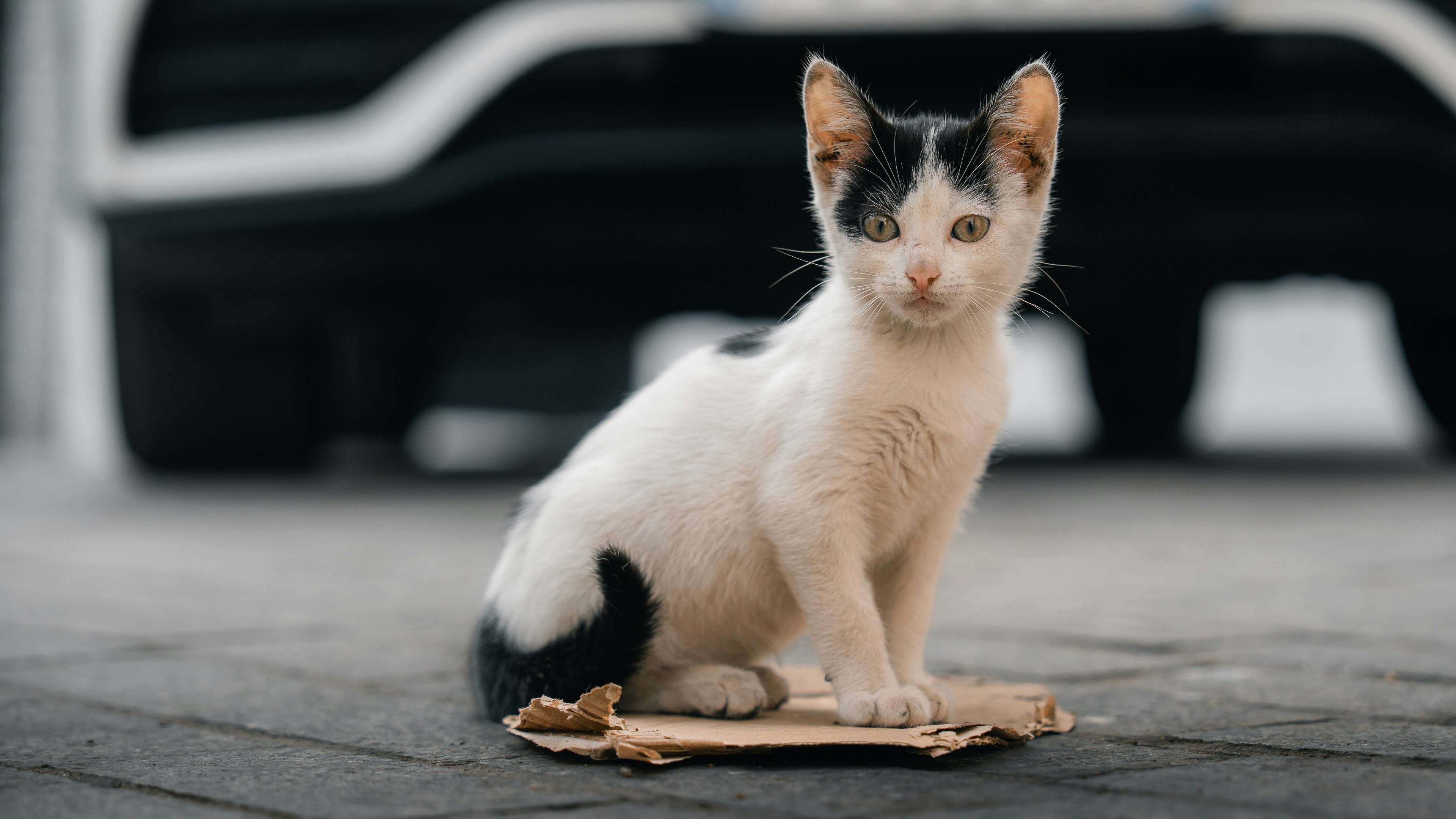 A small black and white cat sitting on cardboard.