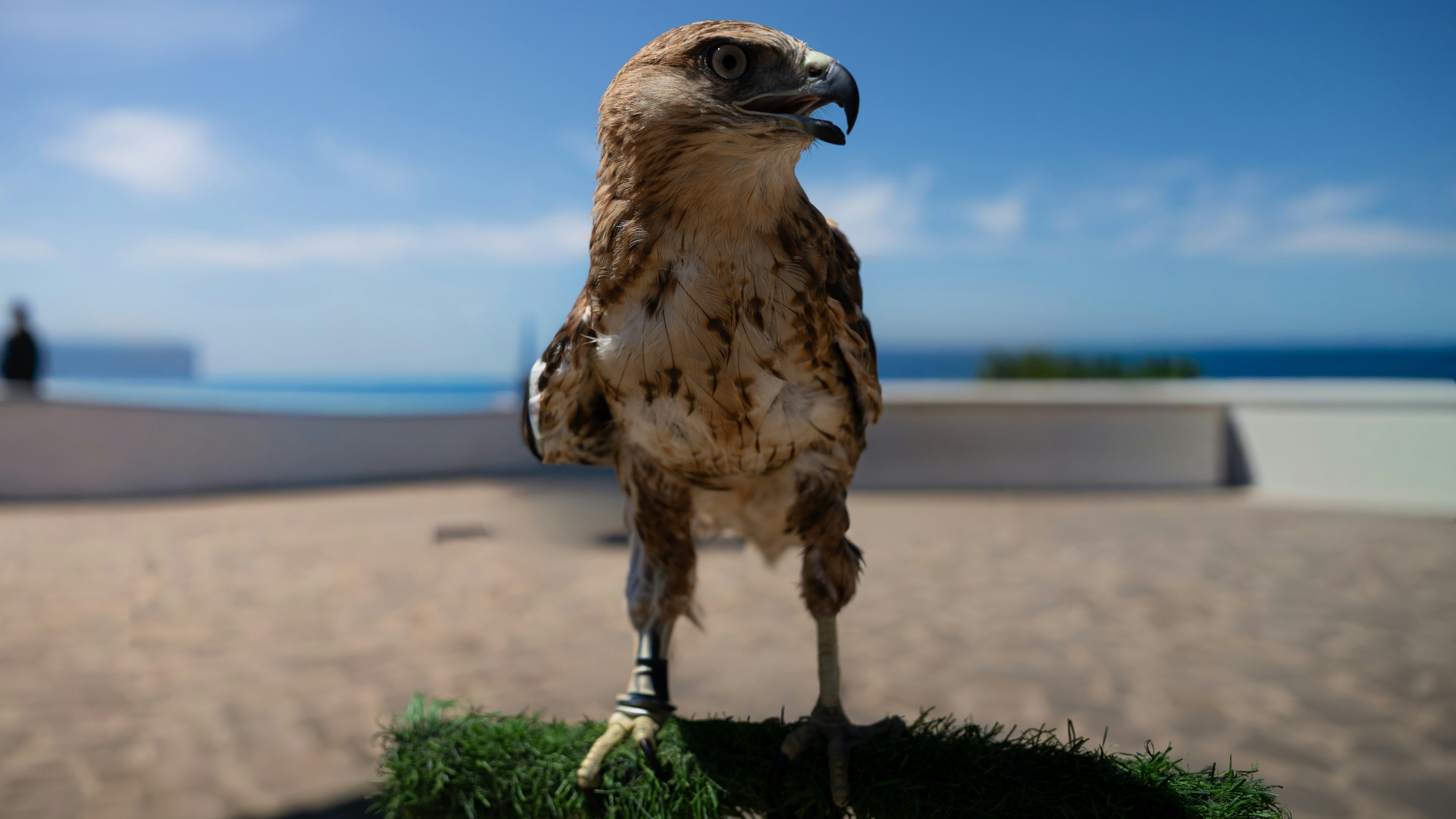 Close-up of a Peregrine-like Falcon on a sunlit ledge
