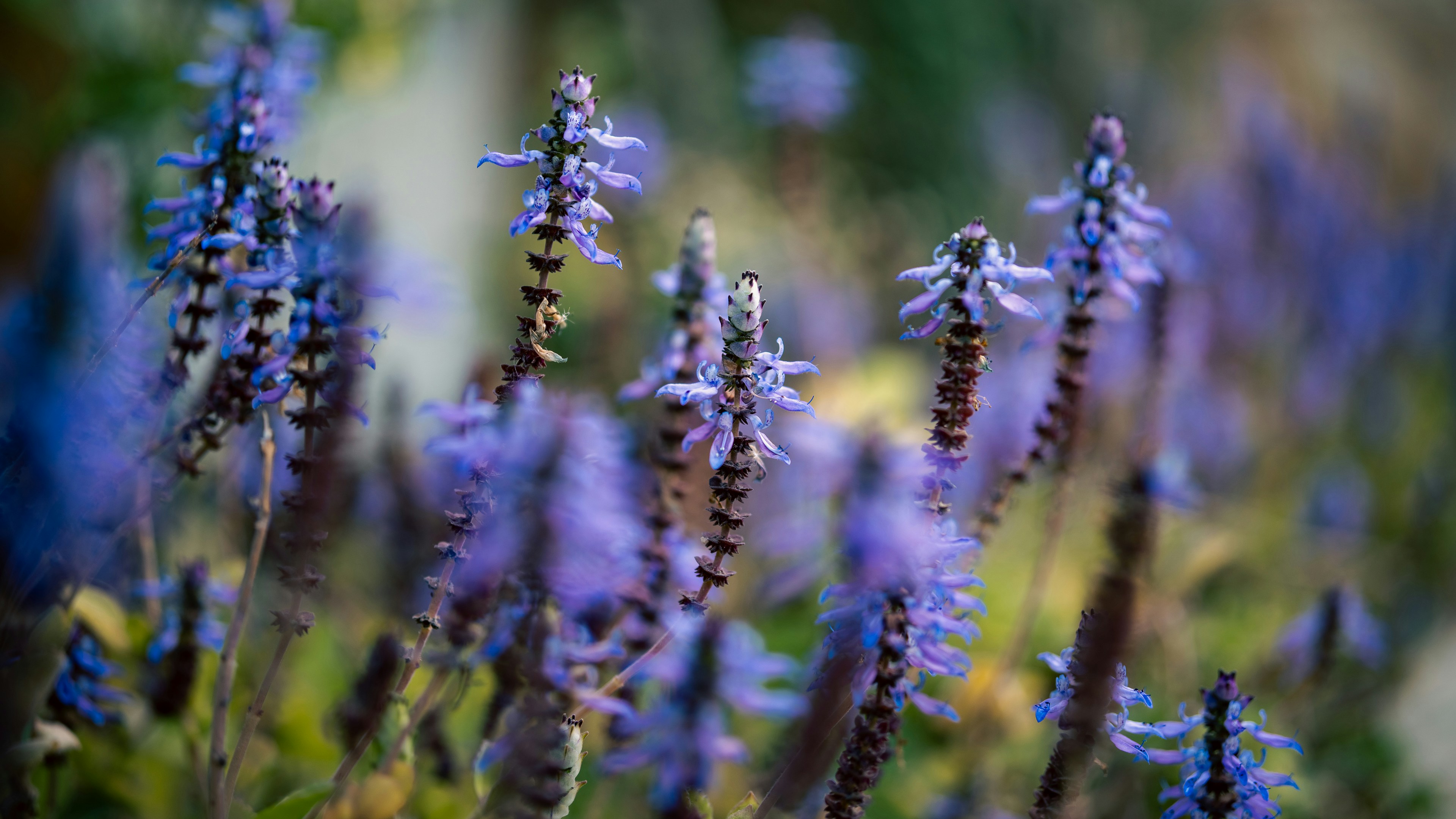 Purple spikes in a sunlit meadow: a field of lavender-tinted blooms