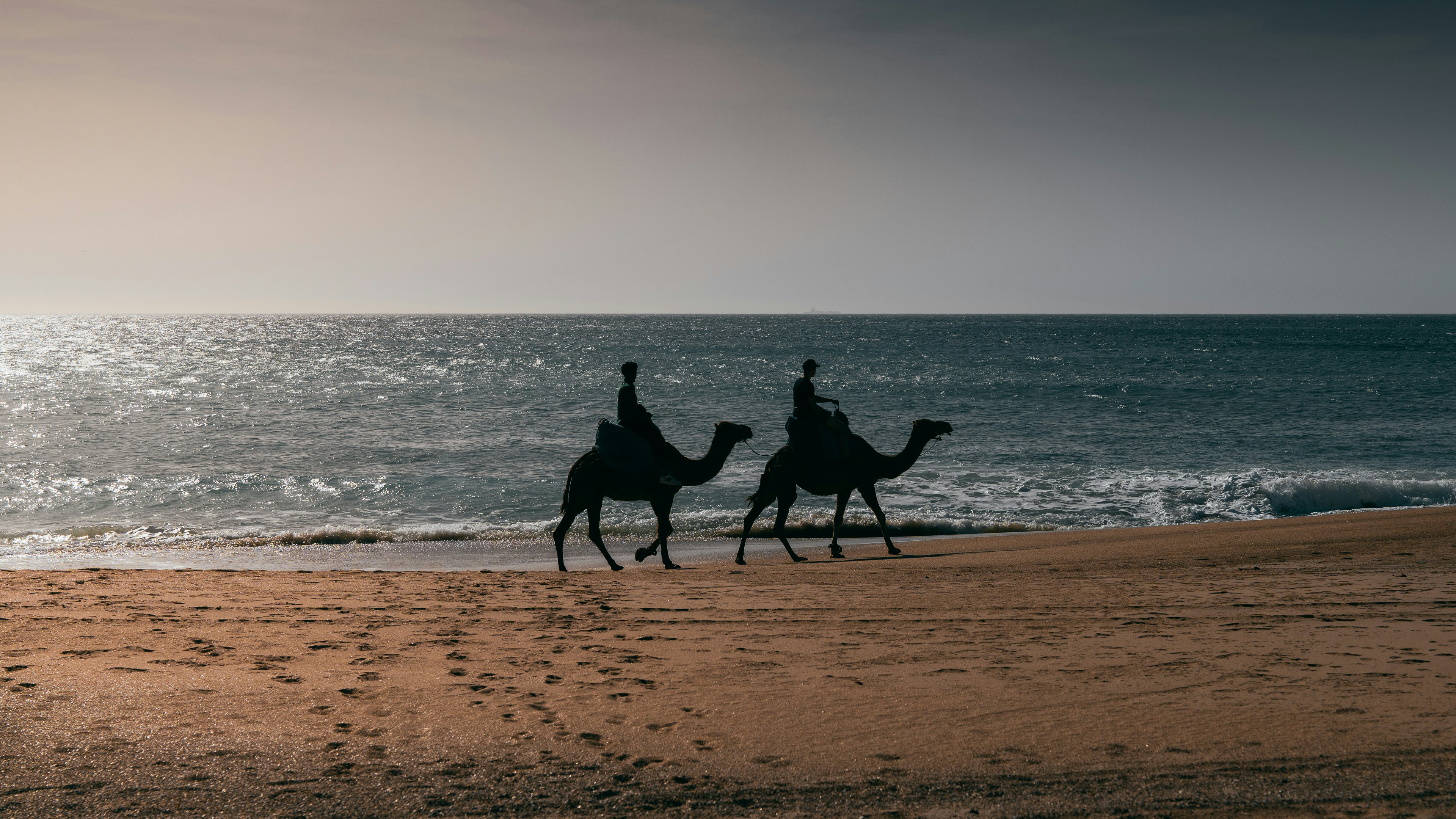 Two Dromedaries on a Quiet Seaside Ride at Dusk