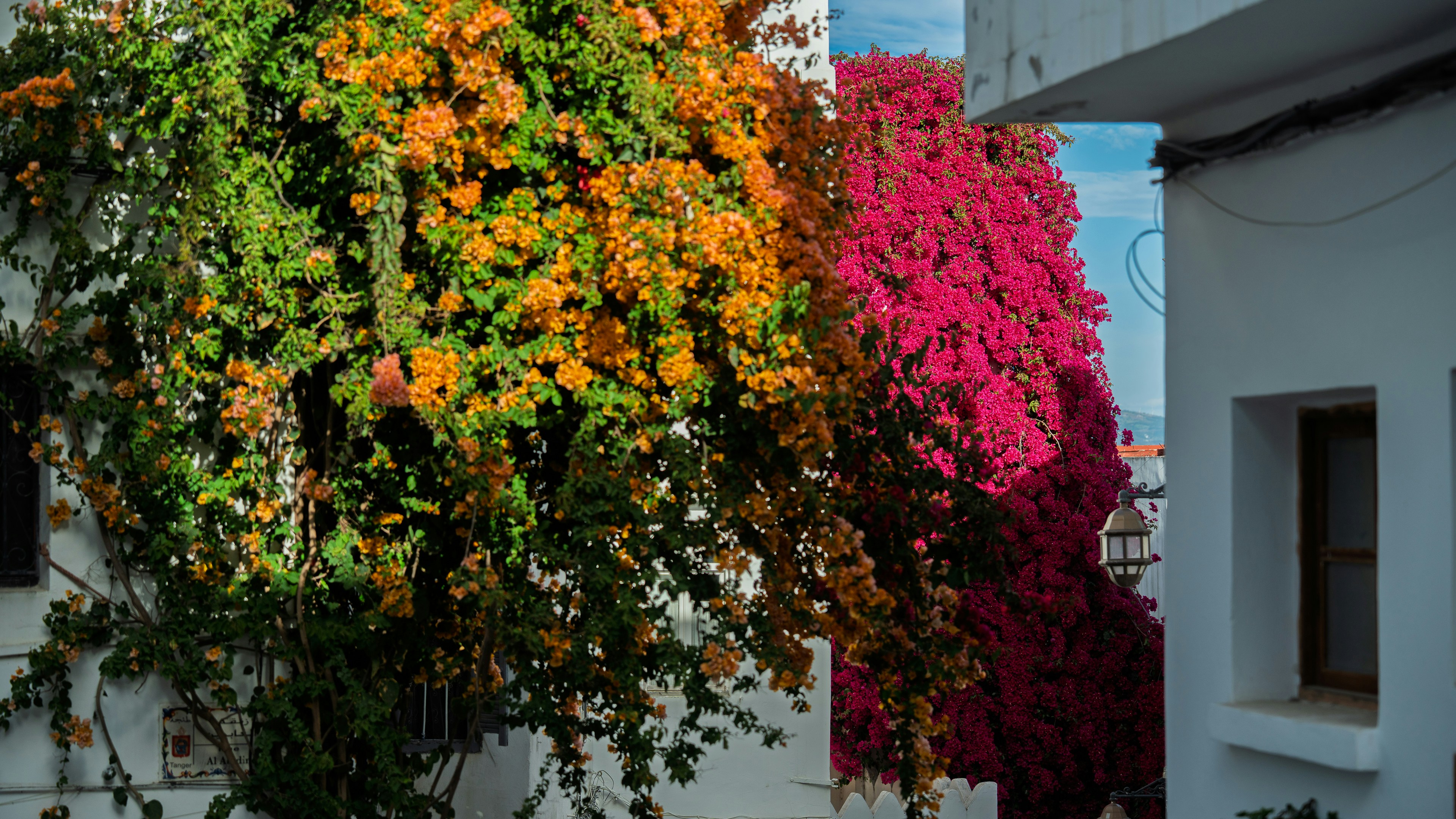 Bougainvillea Cascade Over Aegean Street