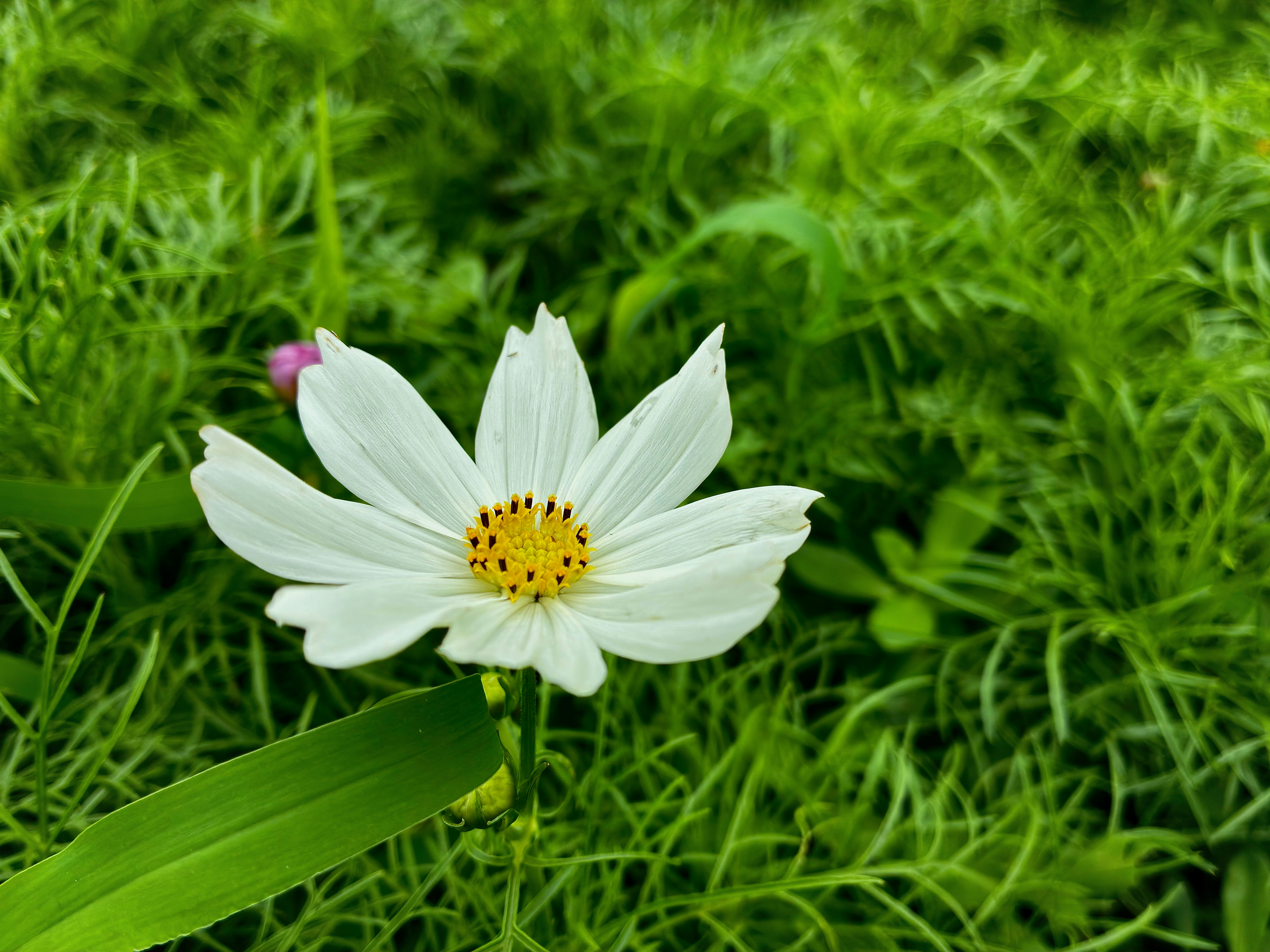 White-daisy Bloom in Dense Green Understory