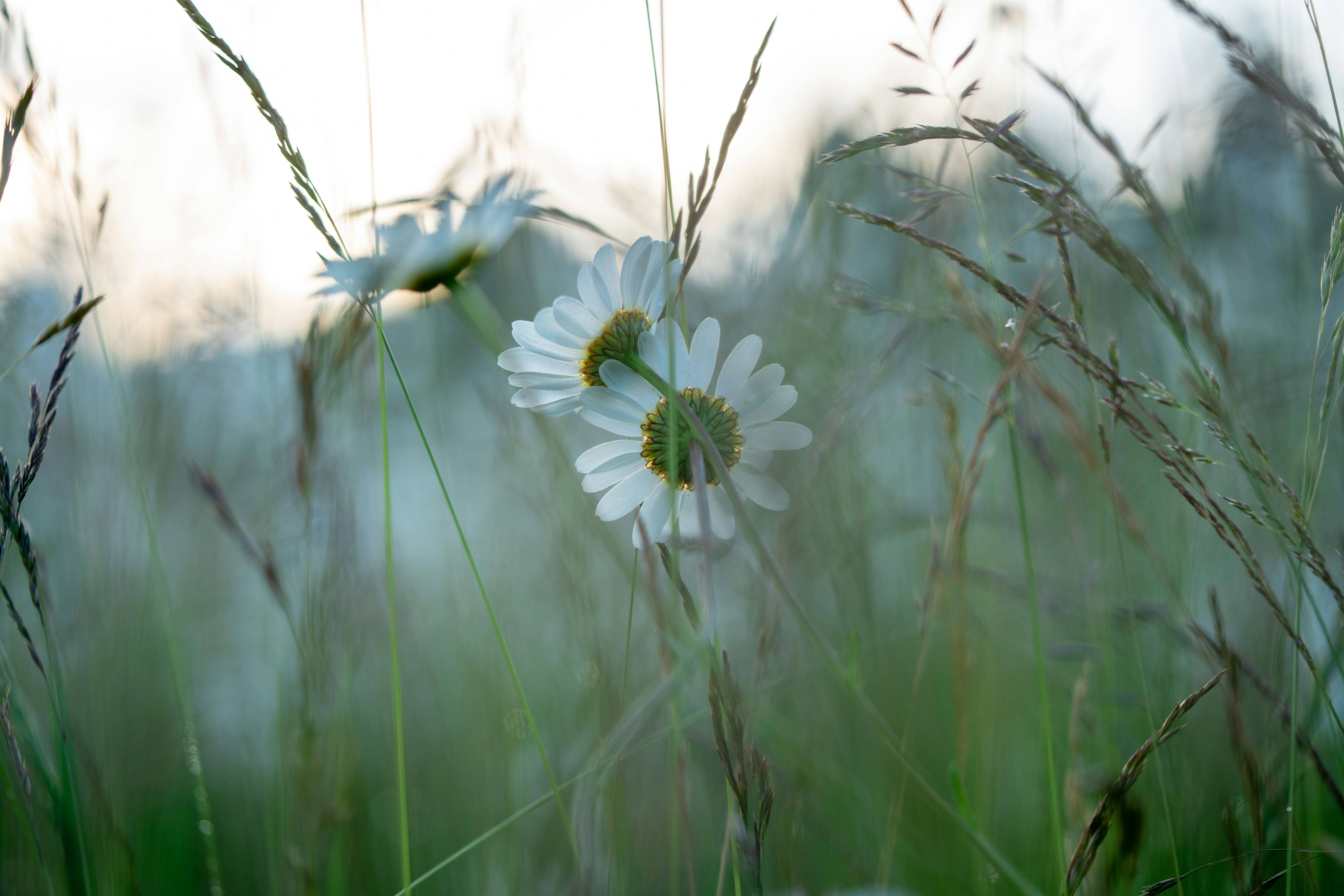Daisy in a Quiet Meadow at Dusk