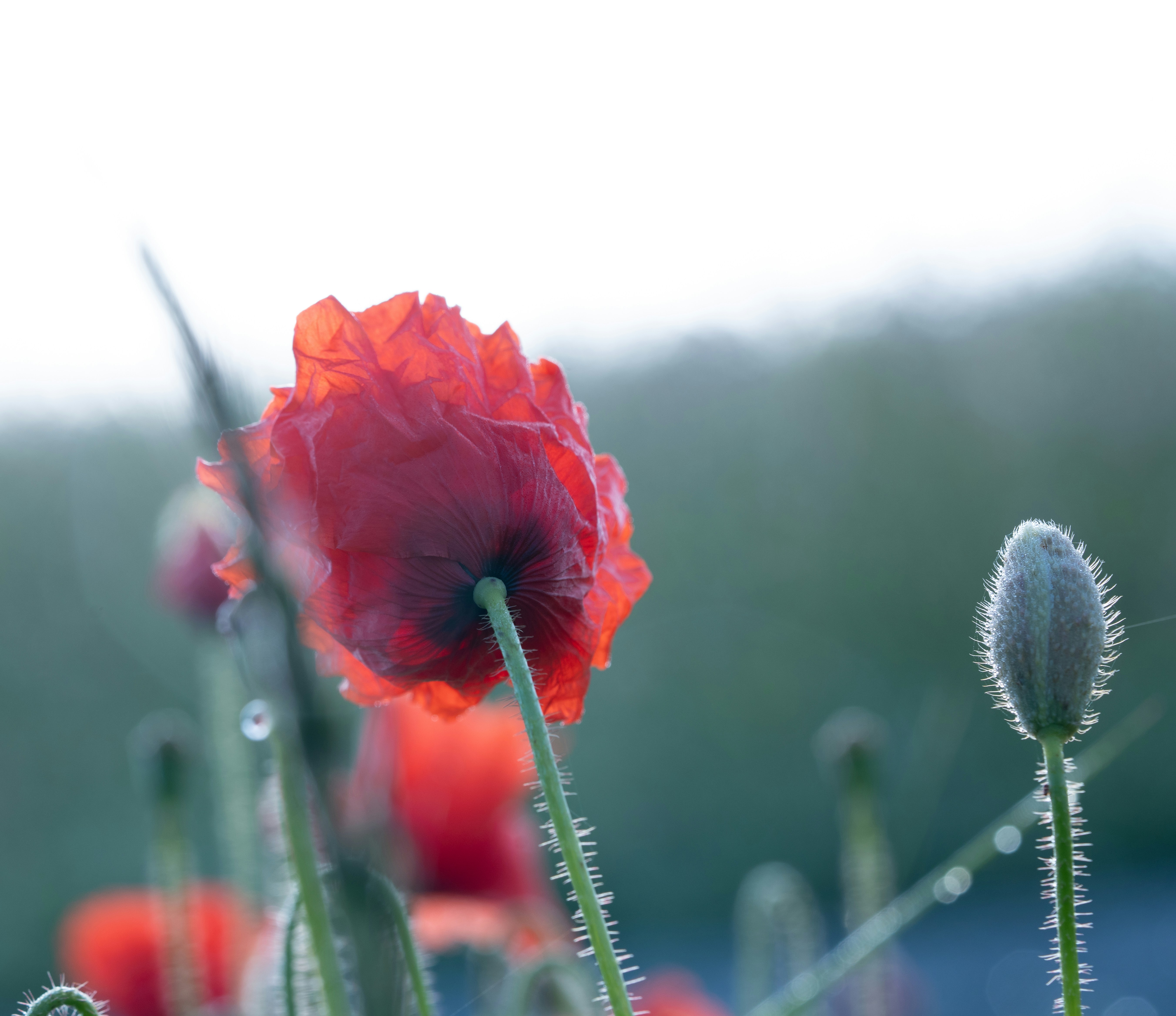 Crimson Poppy Against Morning Mist