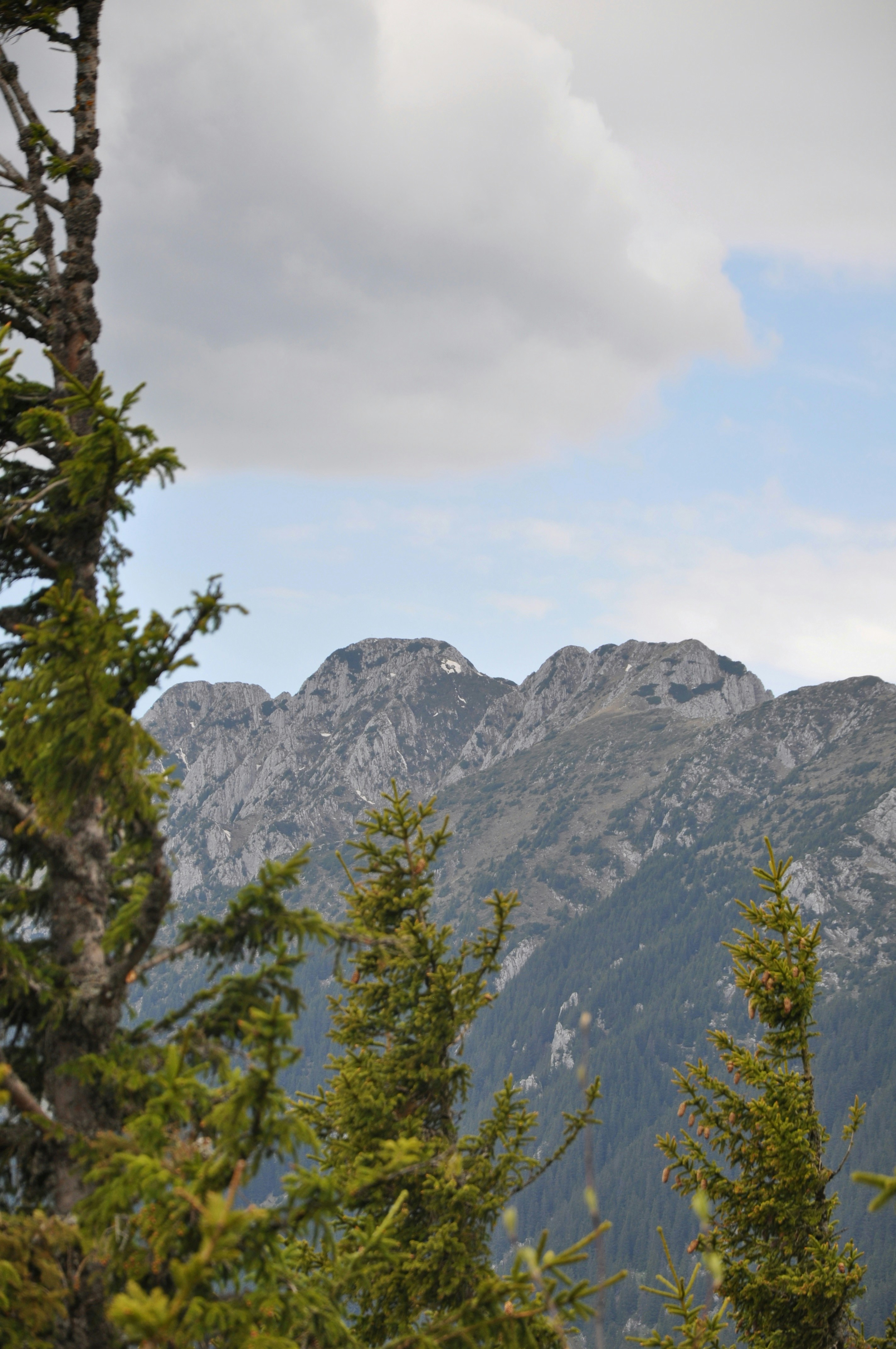 Ridgeline Colossus: A Mountain Crest Framed by Evergreen Veil