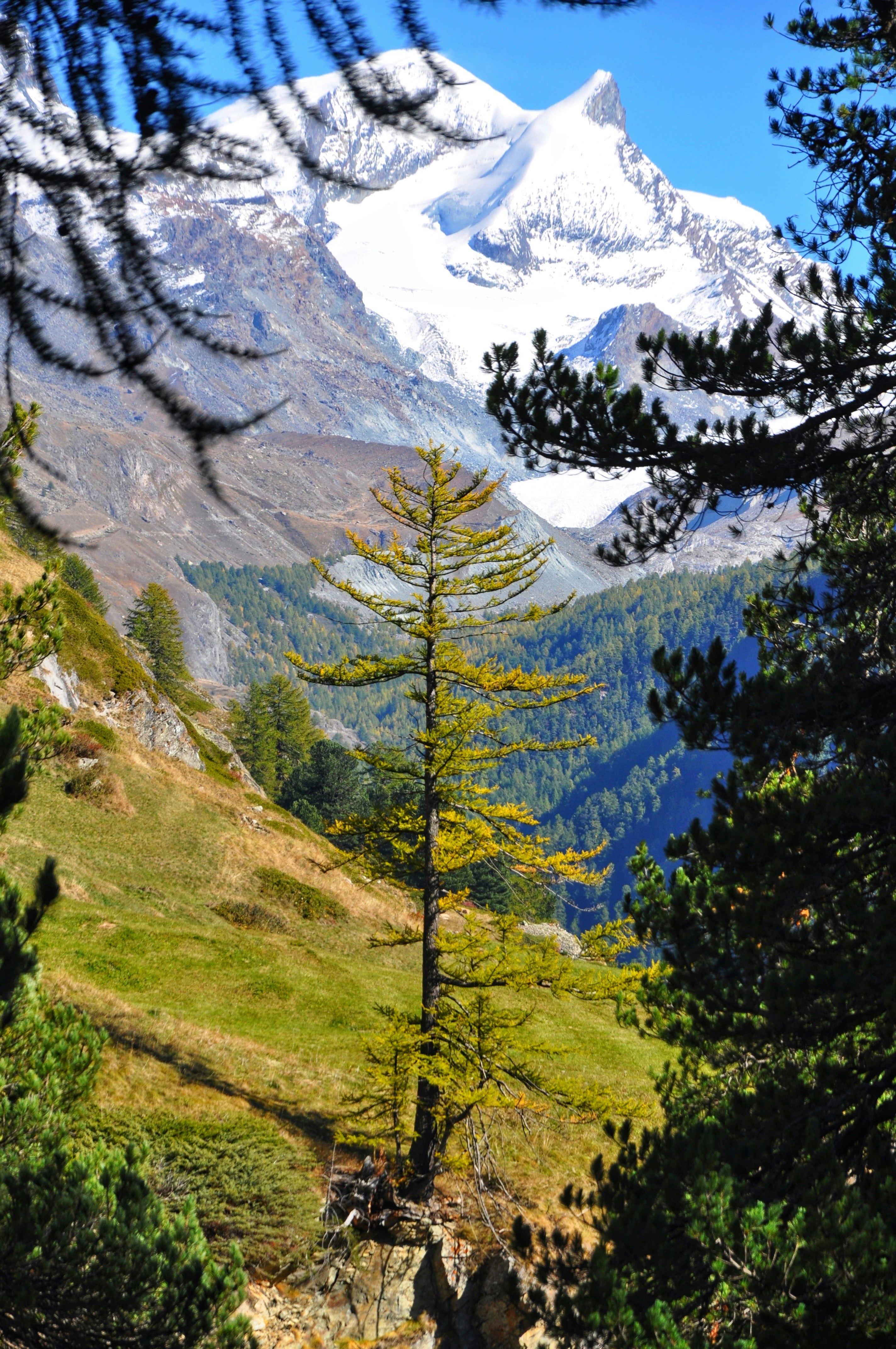 Snow-Capped Peak Framed by Pines on a Mountain Meadow