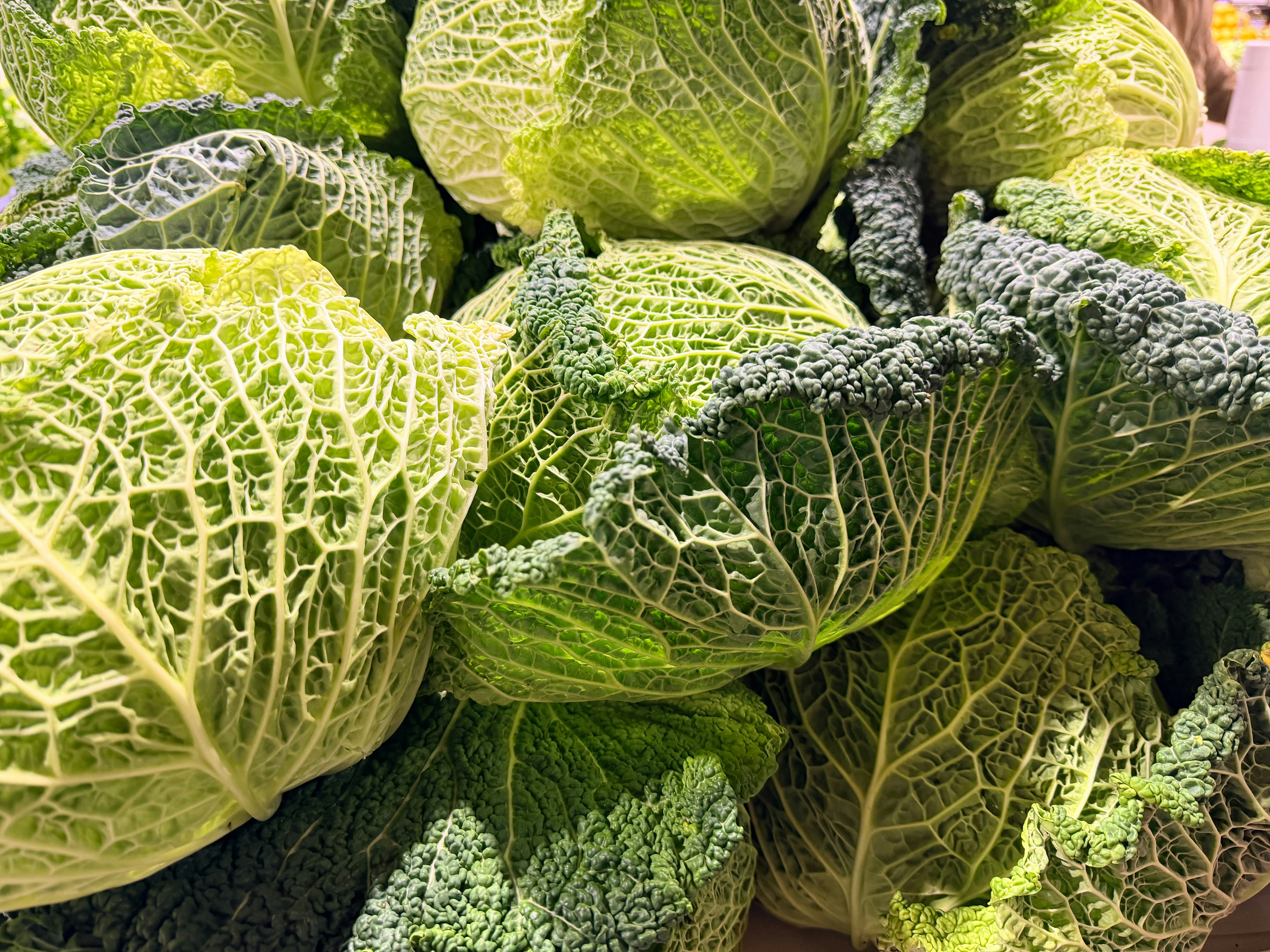 Crimson-veined Cabbages: Close-up of emerald leaves and lattice veins