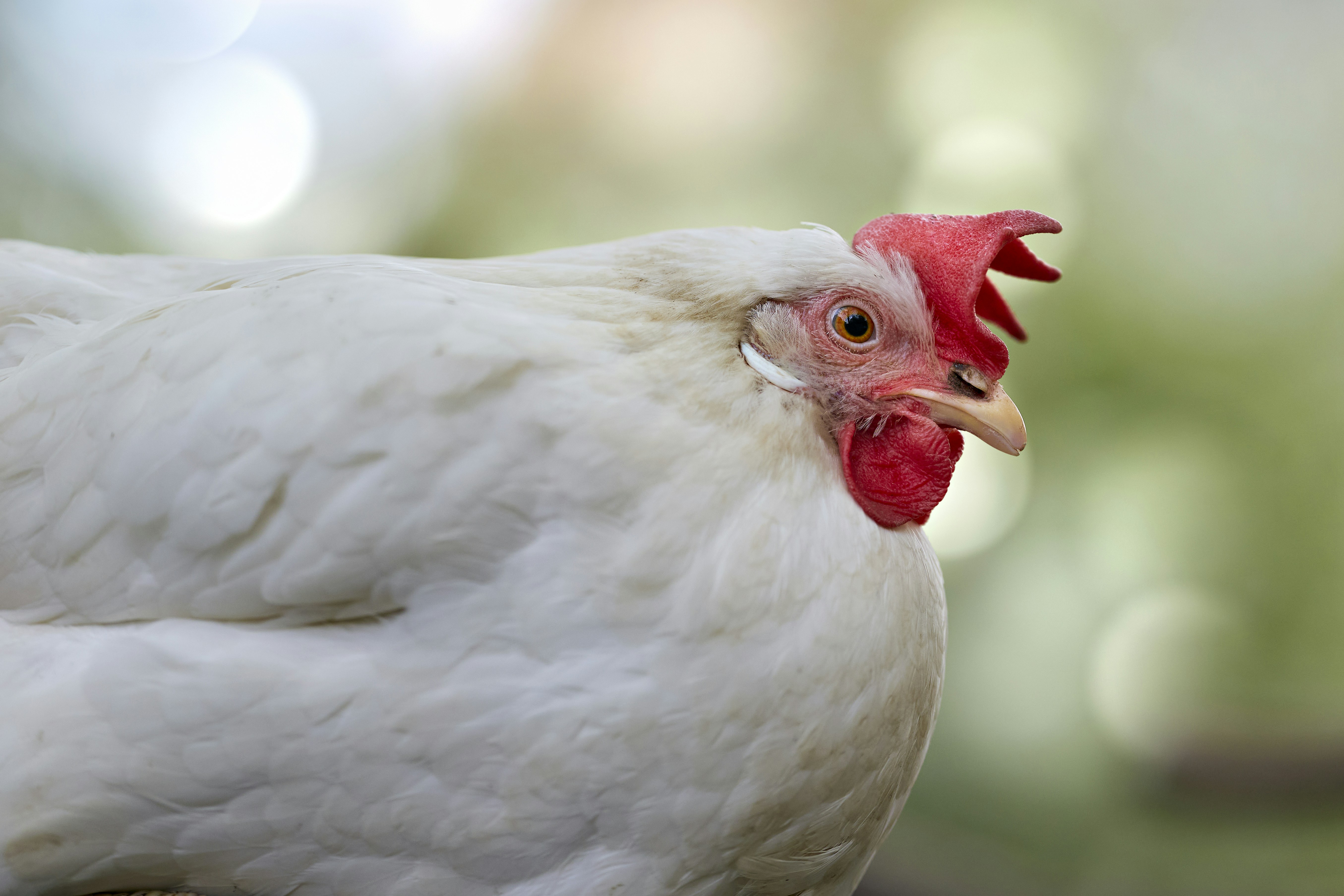 Close-up of a white chicken with a vibrant red comb and wattle, looking calmly to the right against a soft, out-of-focus natural background.