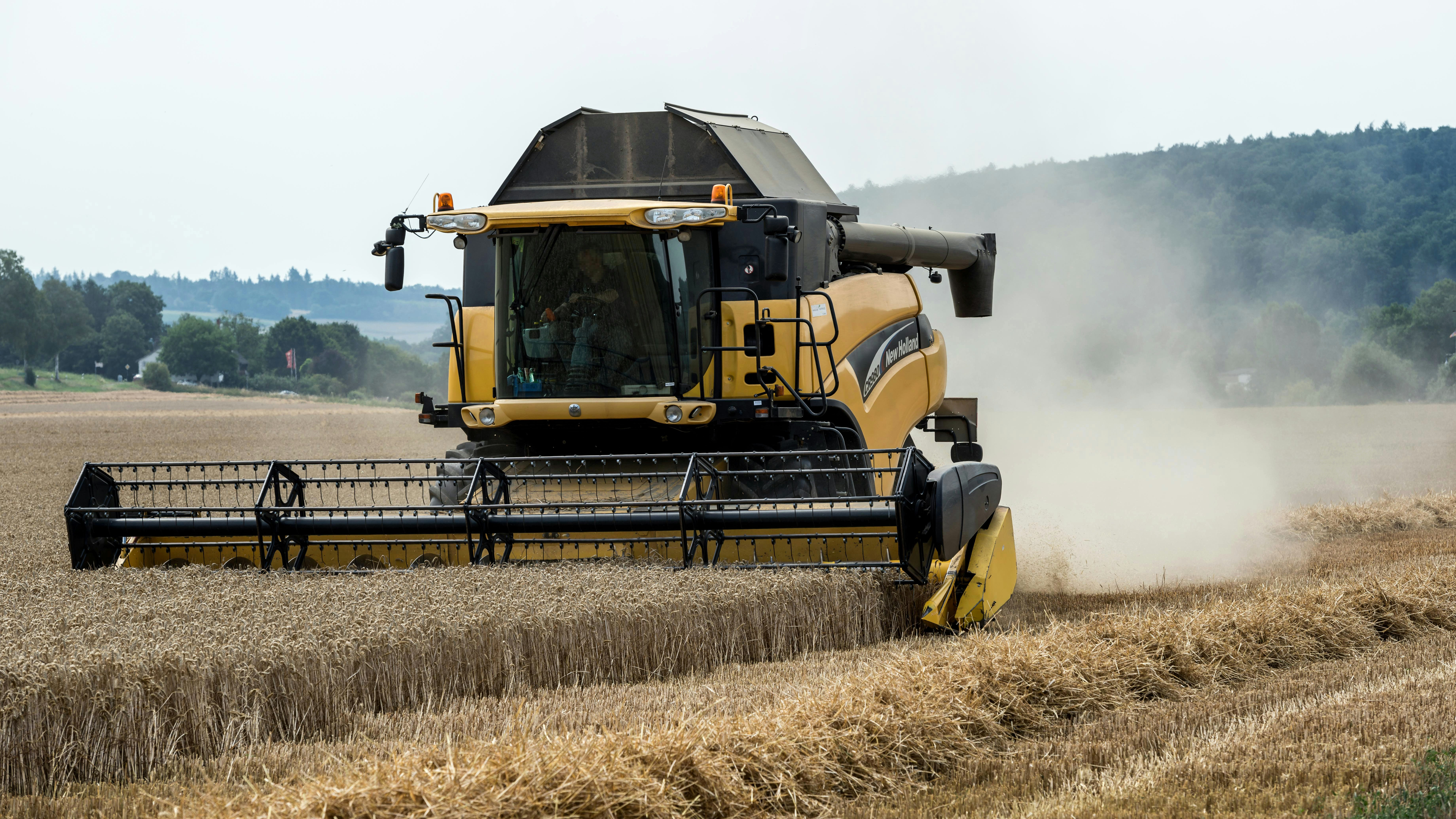 Dust and Harvest: A Yellow Giant at Work in a Golden Field