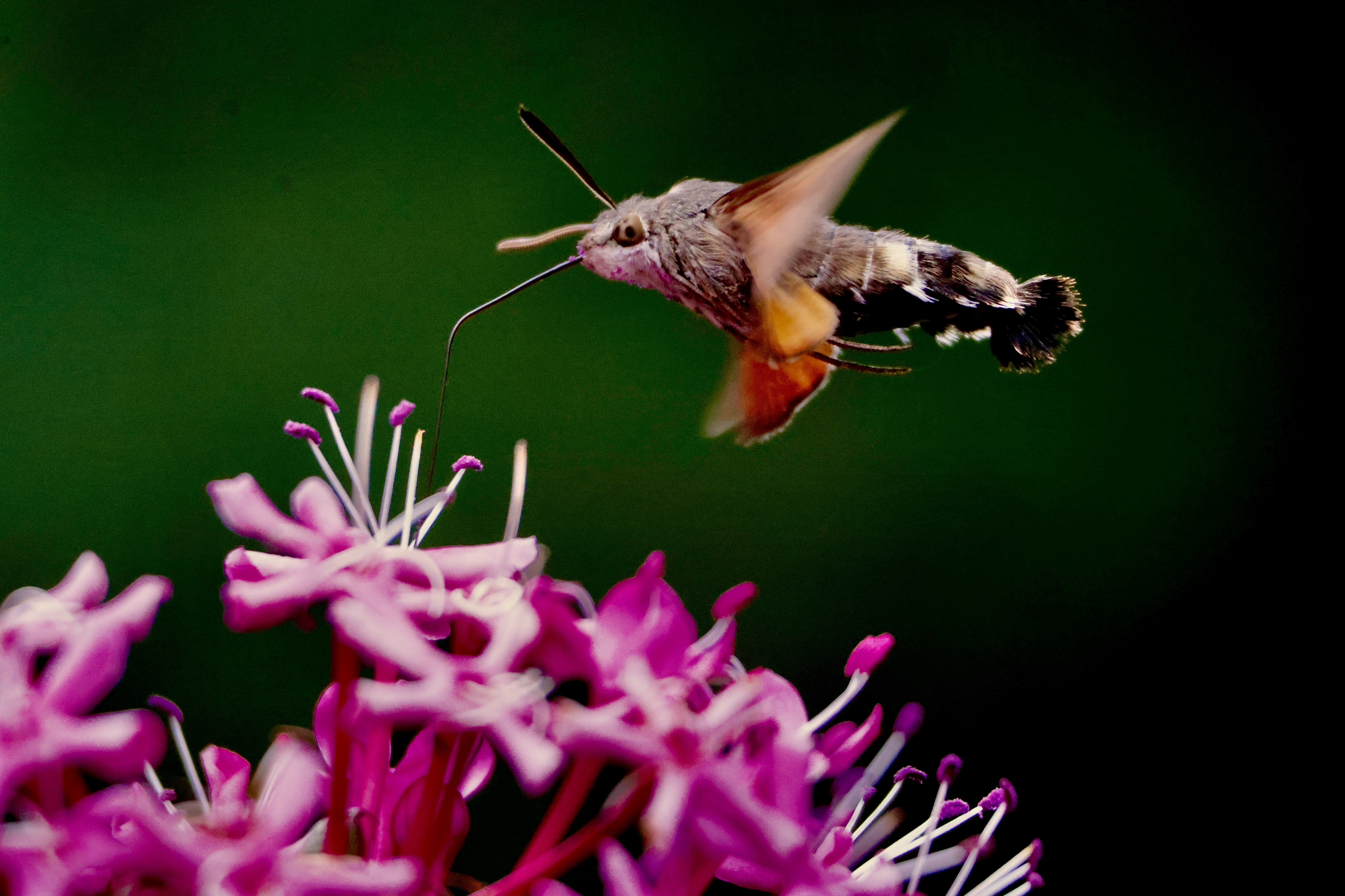 Hummingbird in Flight: Nectar Swing Over Pink Blooms