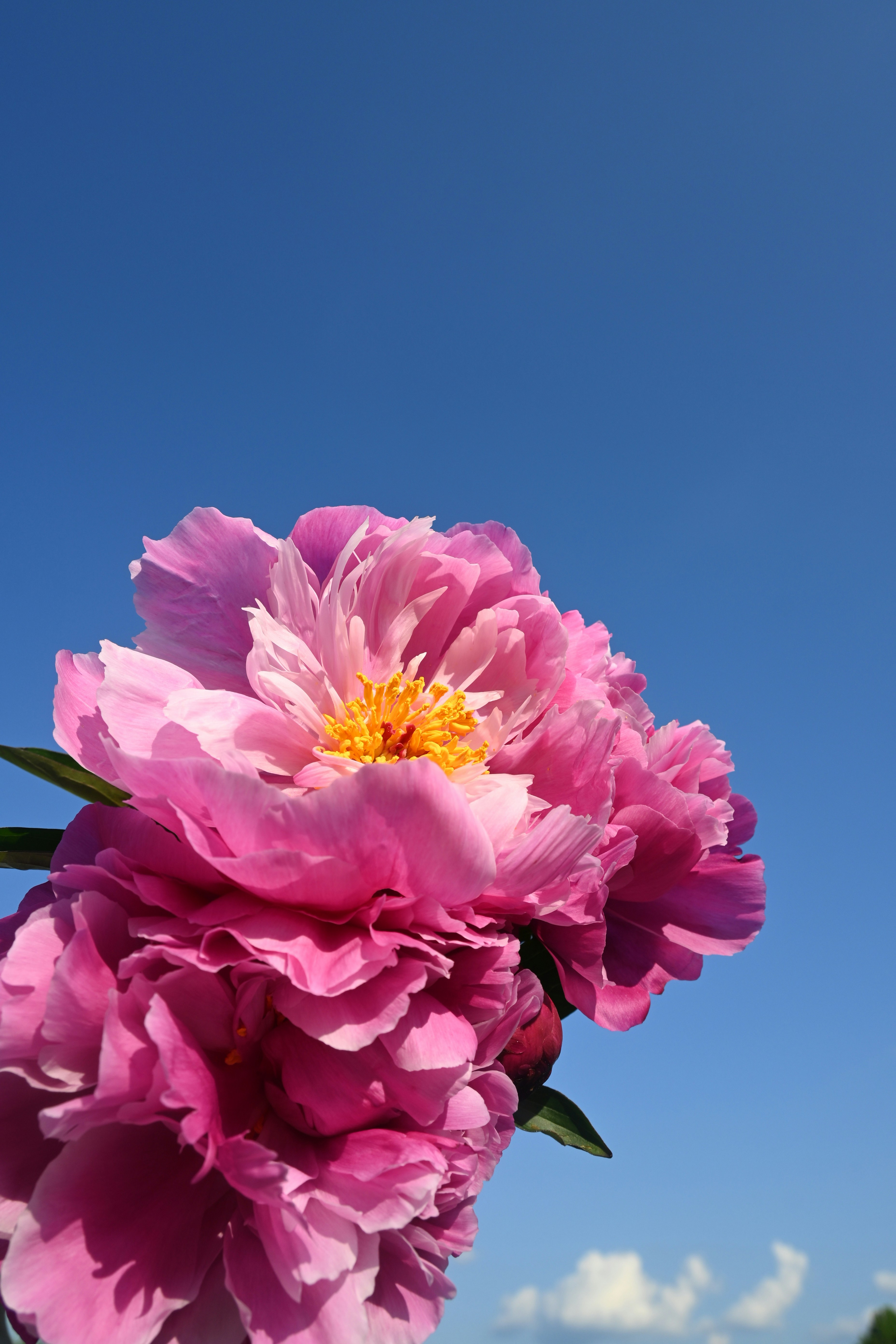 Pink Peony Burst under a Clear Azure Sky