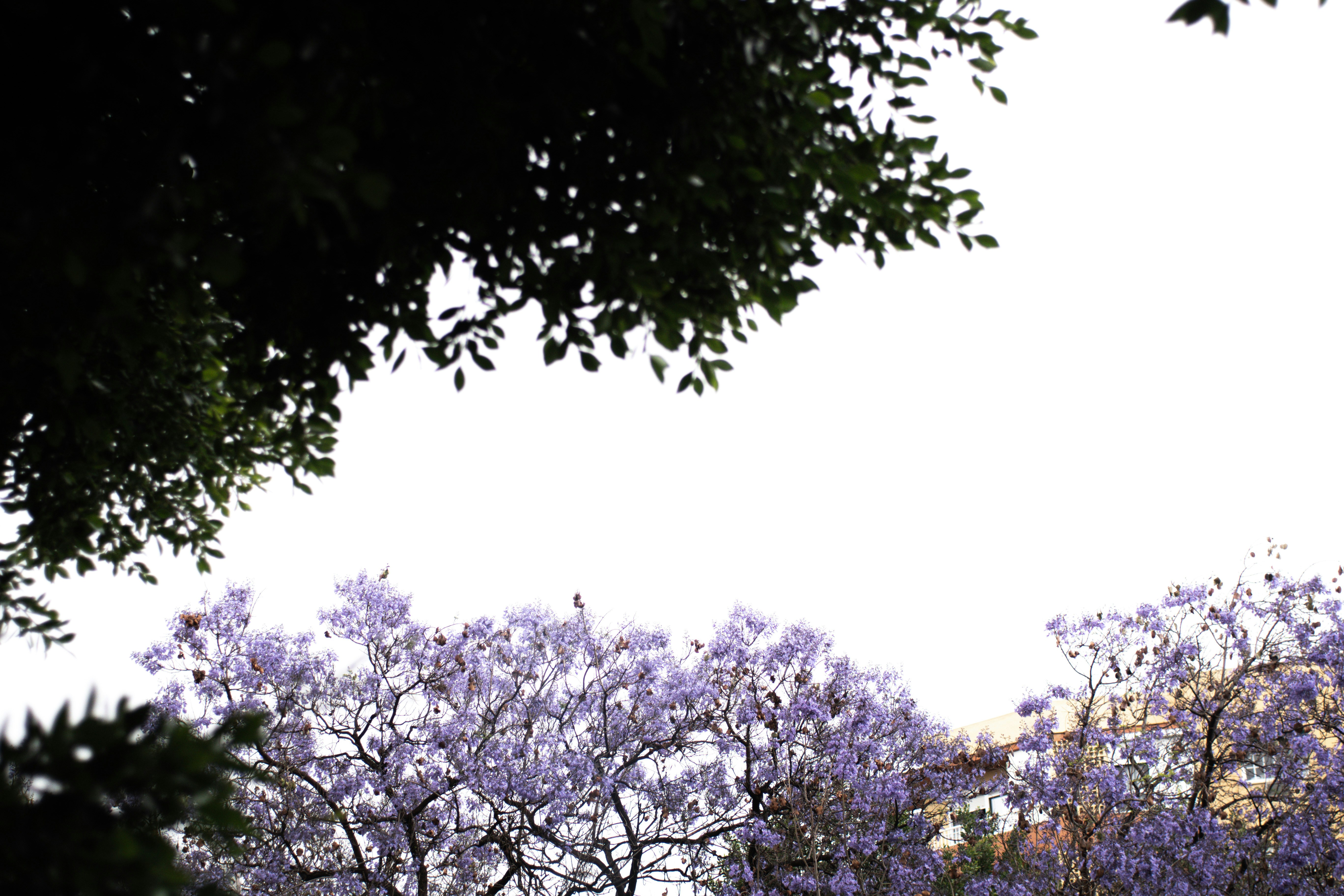 Blossoming lilac trees peek along a bright horizon, framed by dark foliage overhead, creating a minimalist contrast between silhouette and color.