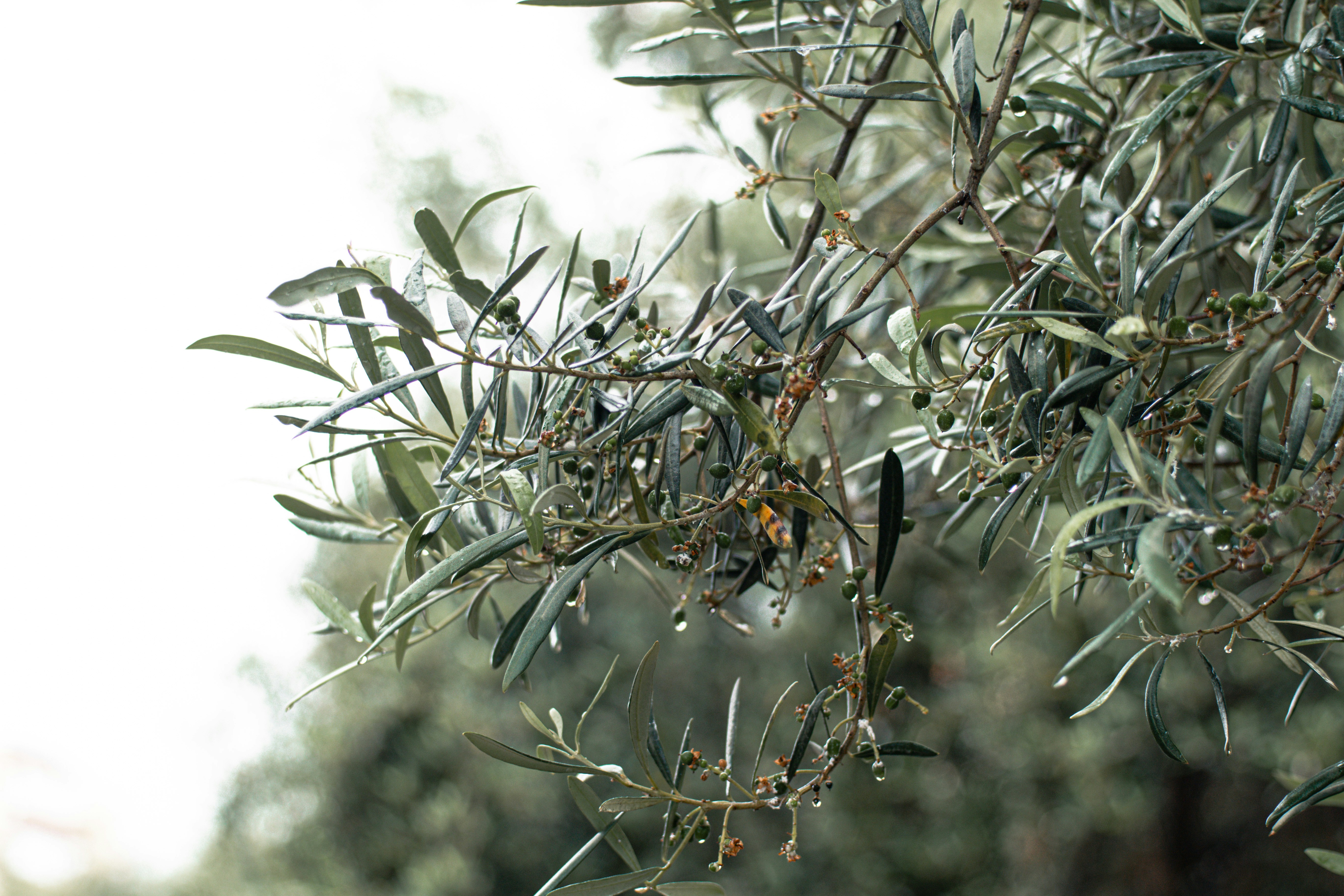 Olive Branches in Soft Focus: Subtle Light through the Canopy