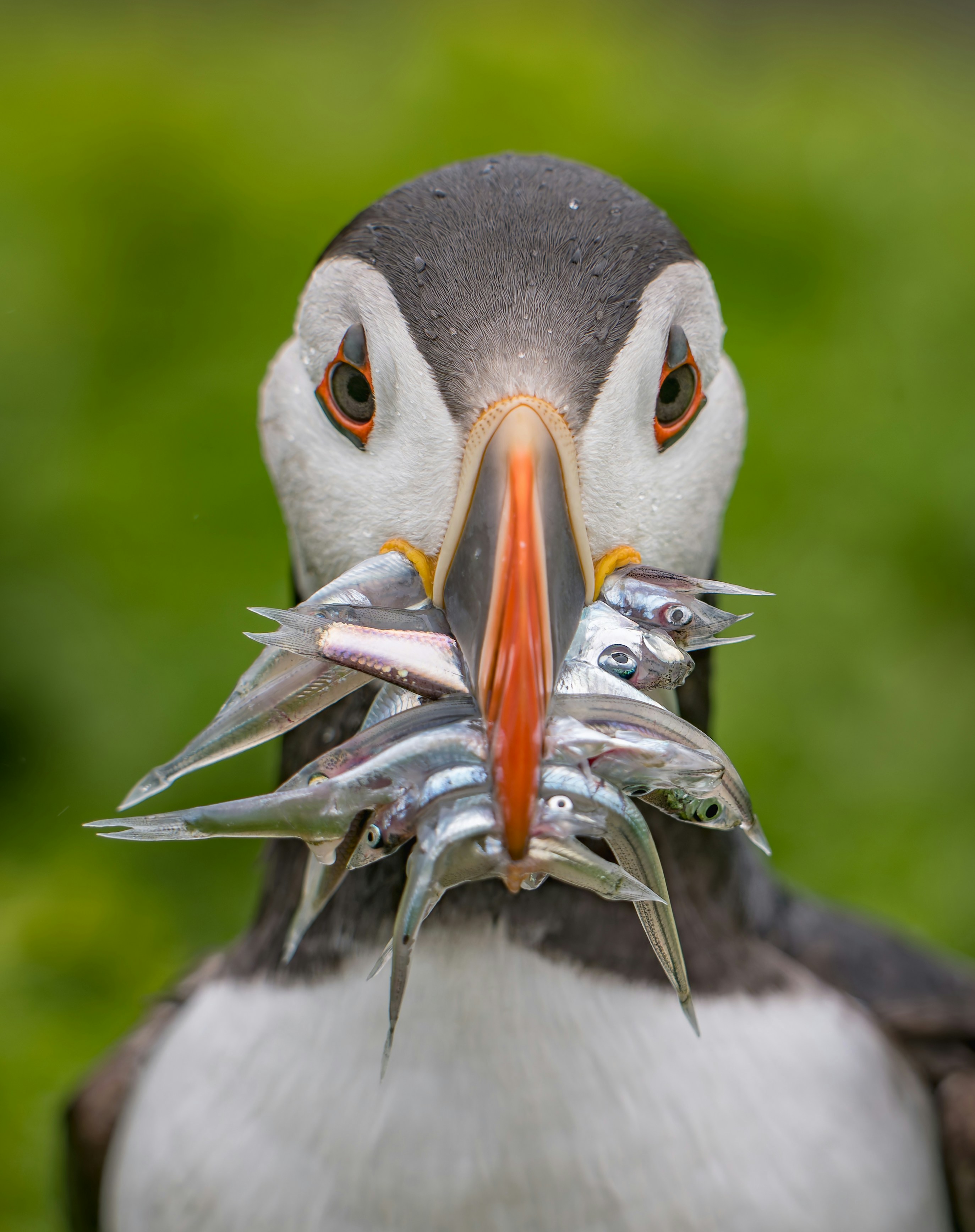 Catch of the day - Atlantic puffin with sand eels on magical Skomer island