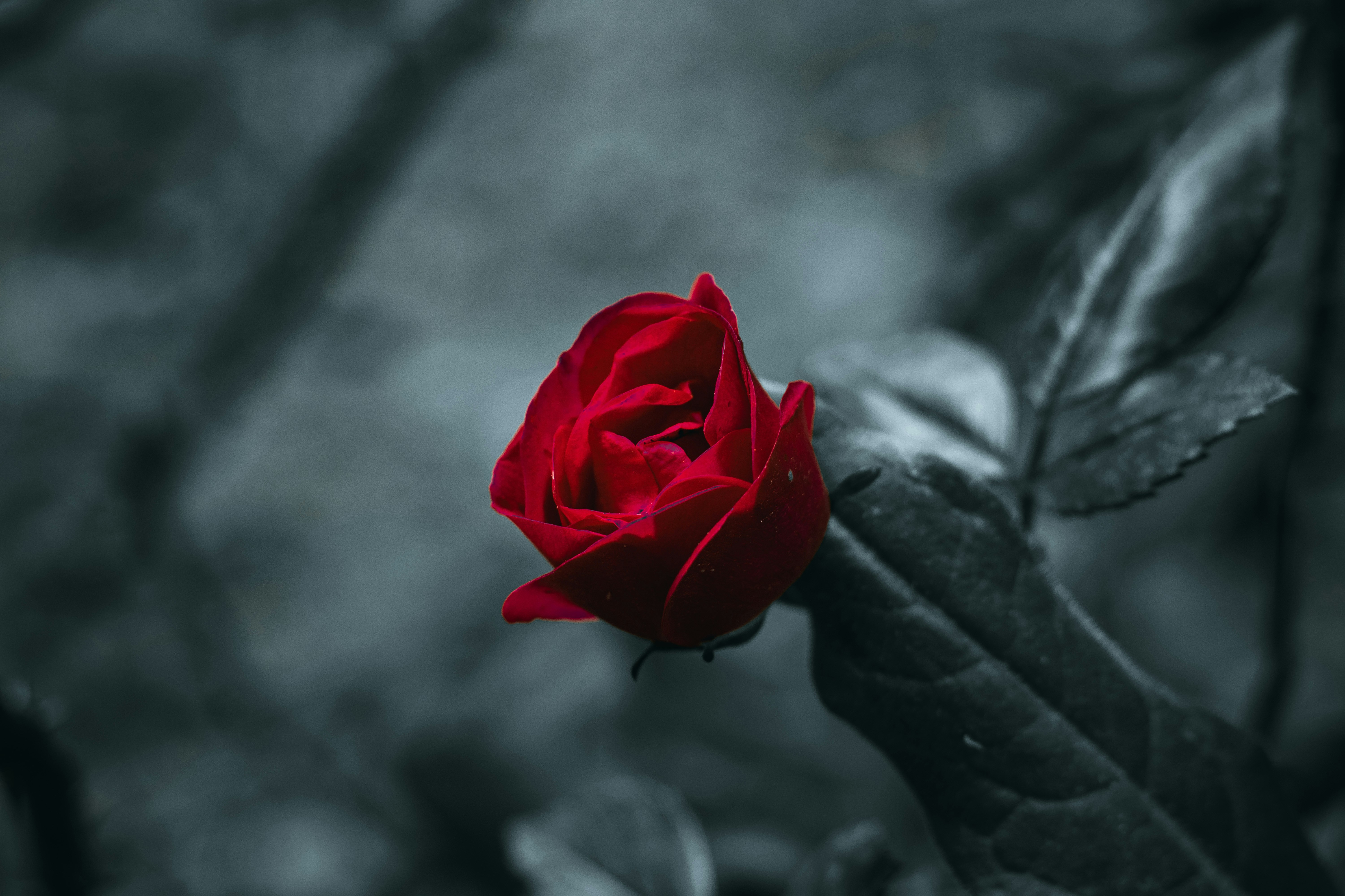 Crimson Bloom in Cool Gloom